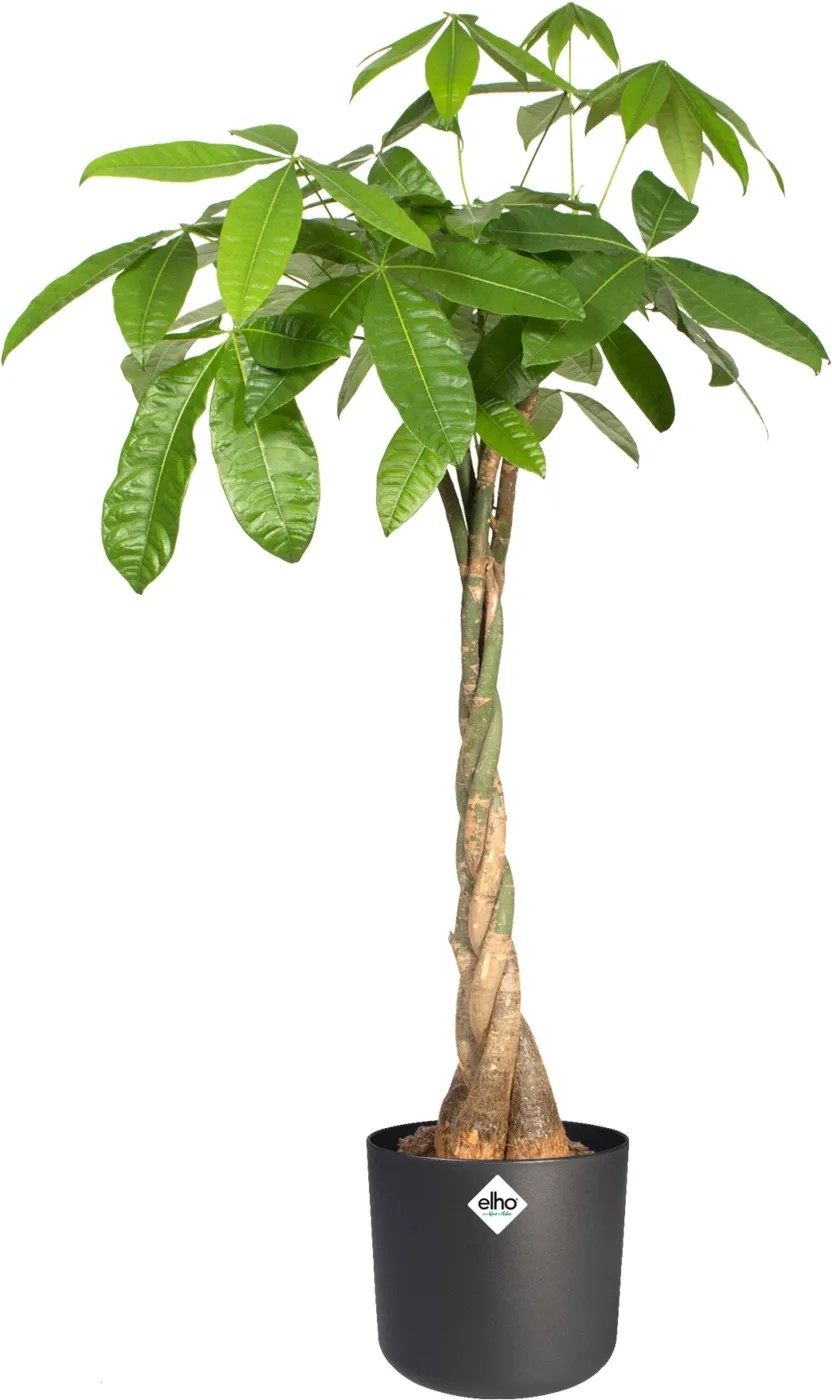 elho Květináč B.for Soft Round antracitový pr. 18 x 17 cm nakoupit u OBI