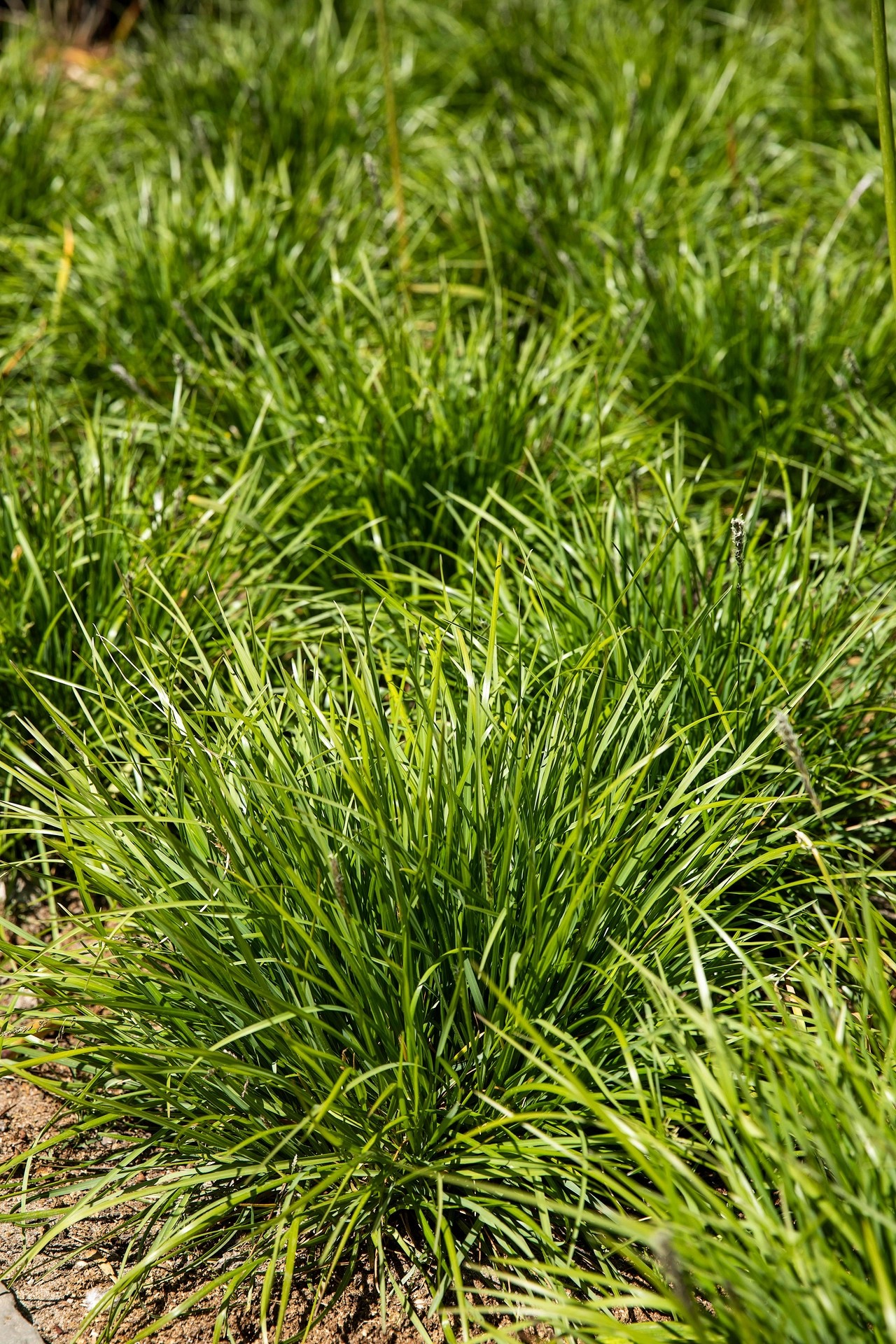 Grow by OBI Pěchava Hybrid pr. kv. 19 cm nakoupit u OBI