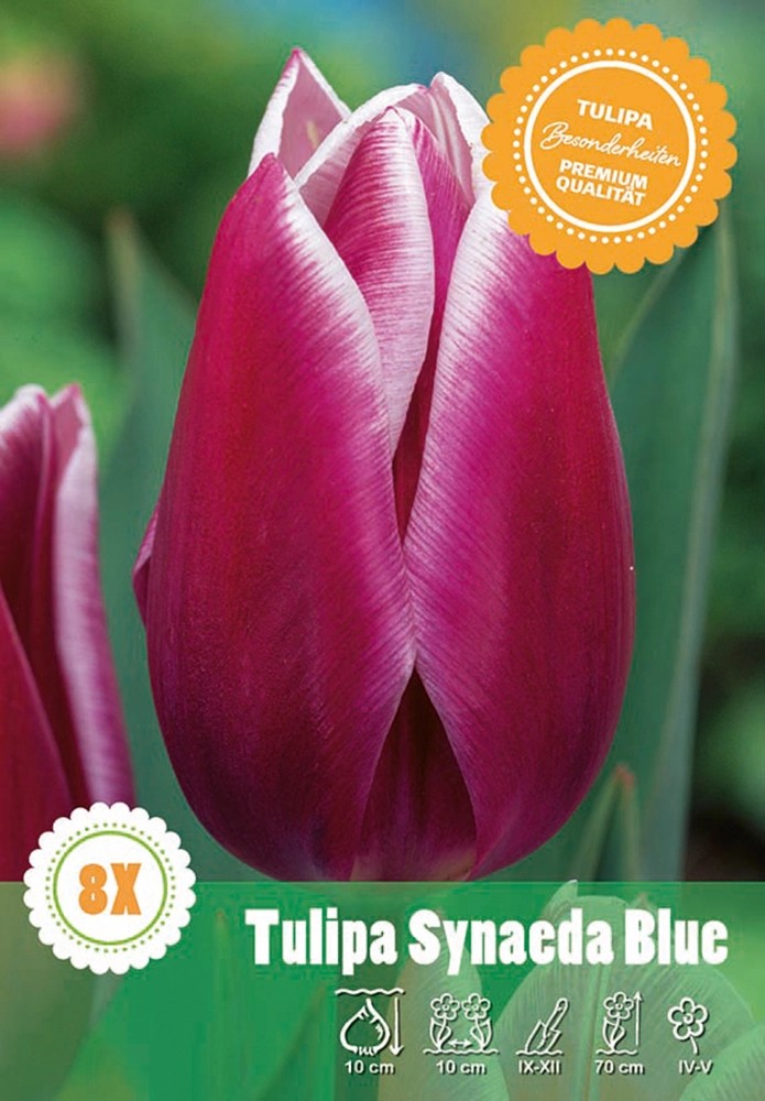 Tulipán Triumph Synaeda Blue nakoupit u OBI
