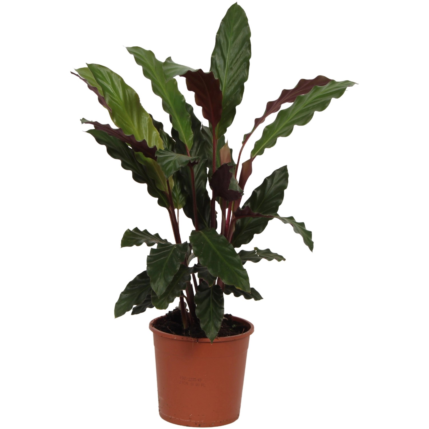 GROW by OBI Kalatea Wavestar (Calathea rufibarba), výška 40-55 cm ...