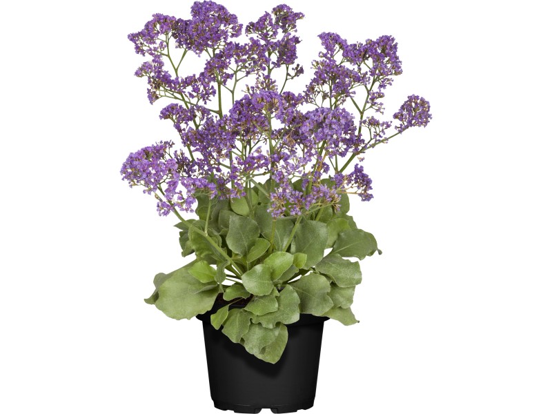 GROW by OBI Limonka chobotnatá (Limonium sinuatum), výška 20-30 cm ...