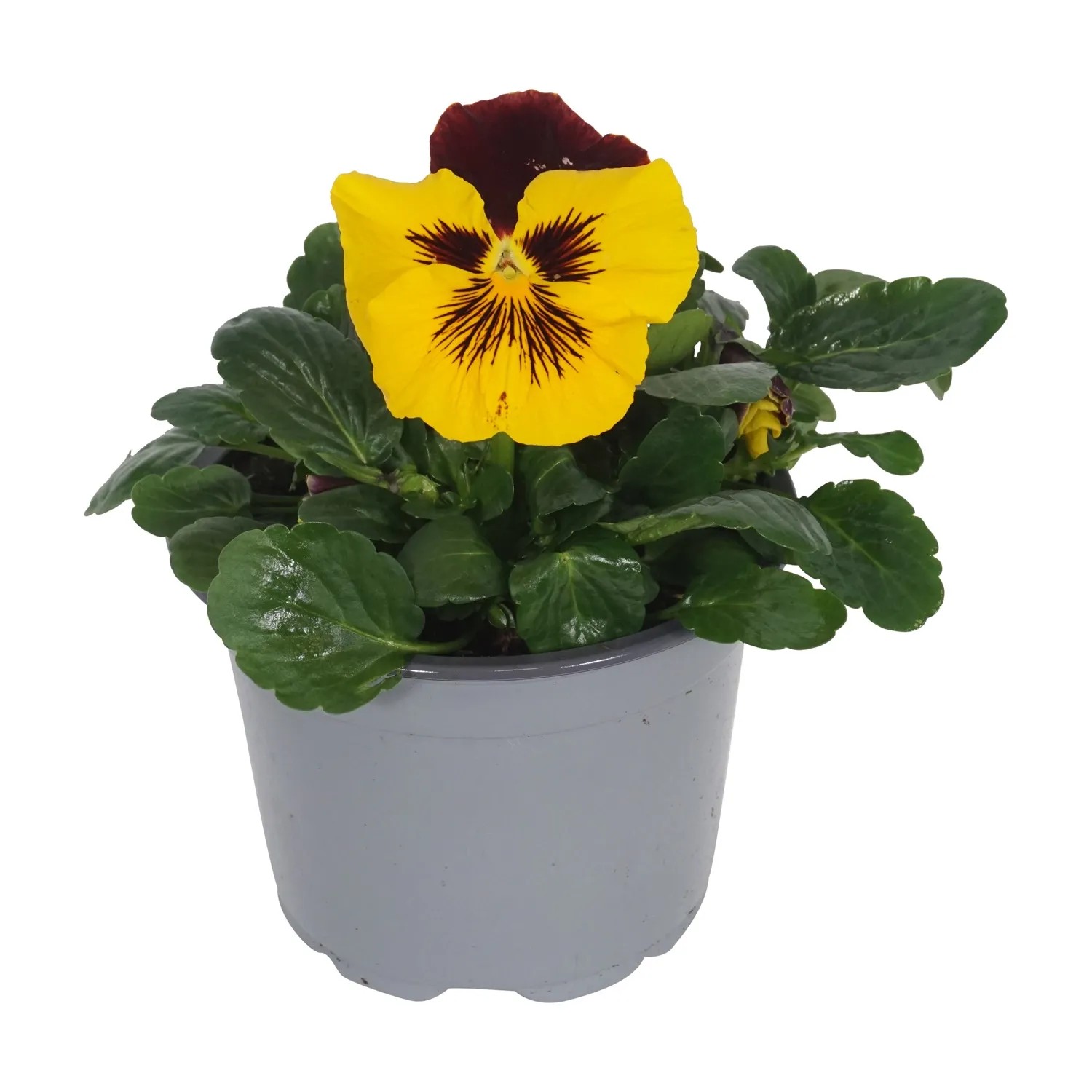 Grow by OBI Violka zahradní (Viola wittrockiana) Cats pr. 13 cm