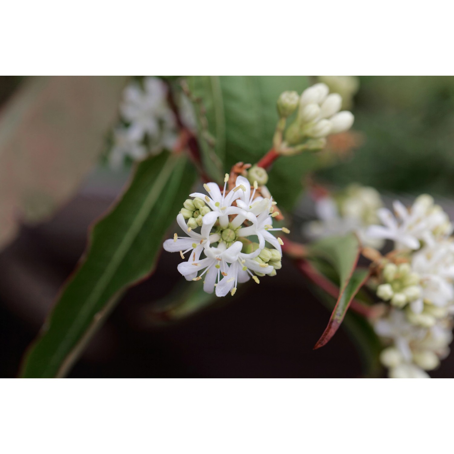 Heptakodium jasmínovité (heptacodium miconiodes) Tianshan