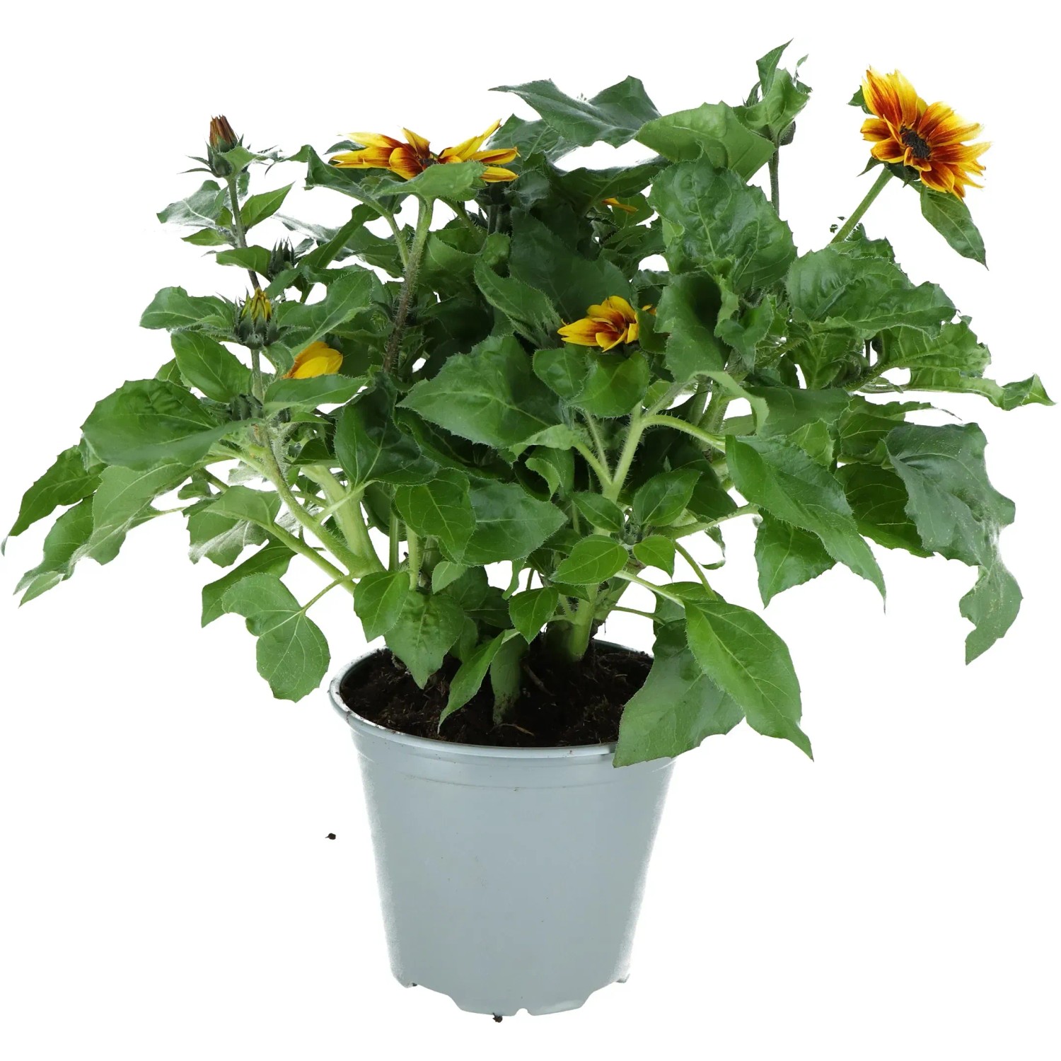 Slunečnice roční (Helianthus annuus) "Multiflower" výška 30-40 cm, pr ...