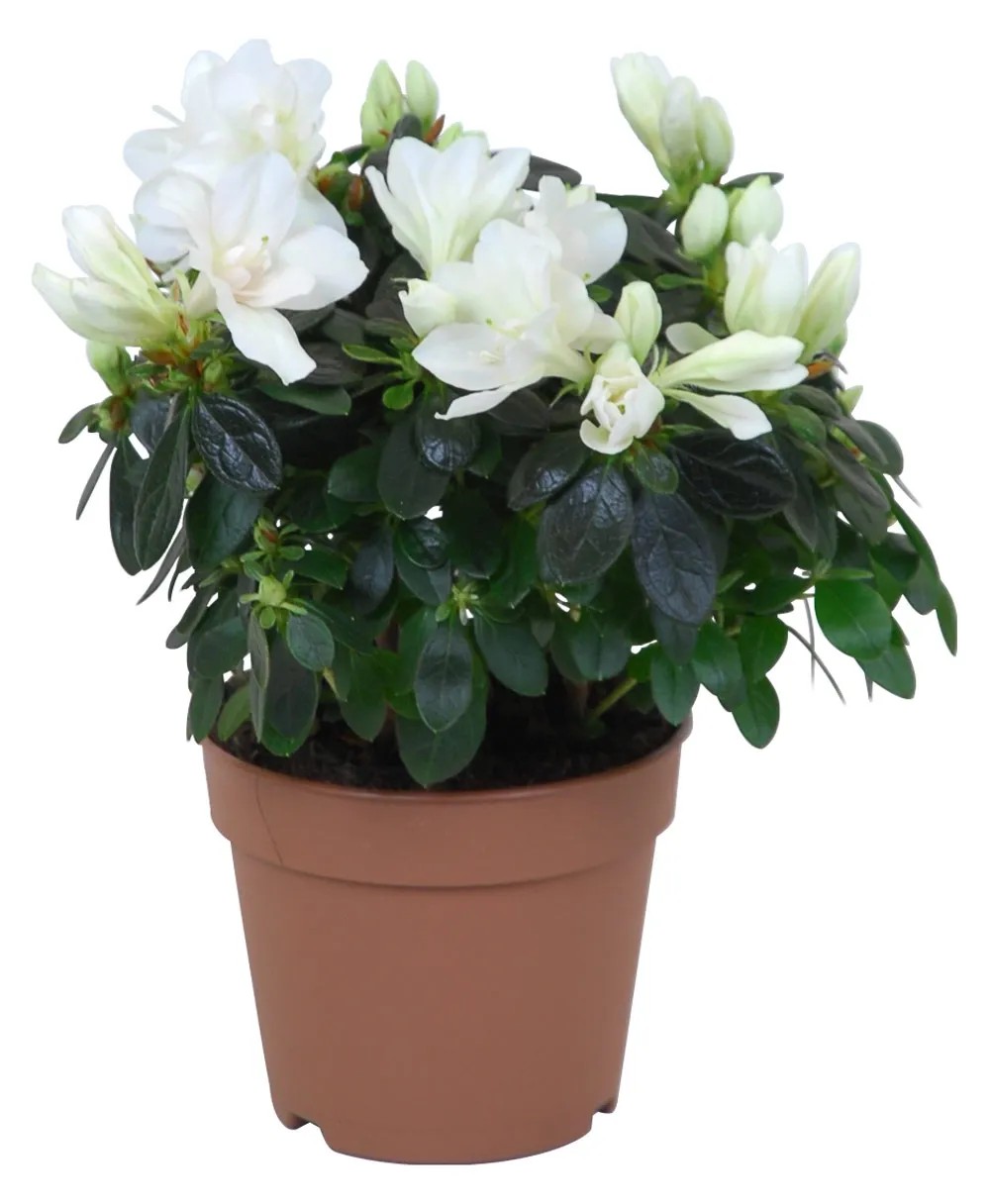 Pokojová azalka bílá průměr květináče cca 12 cm koupit v OBI