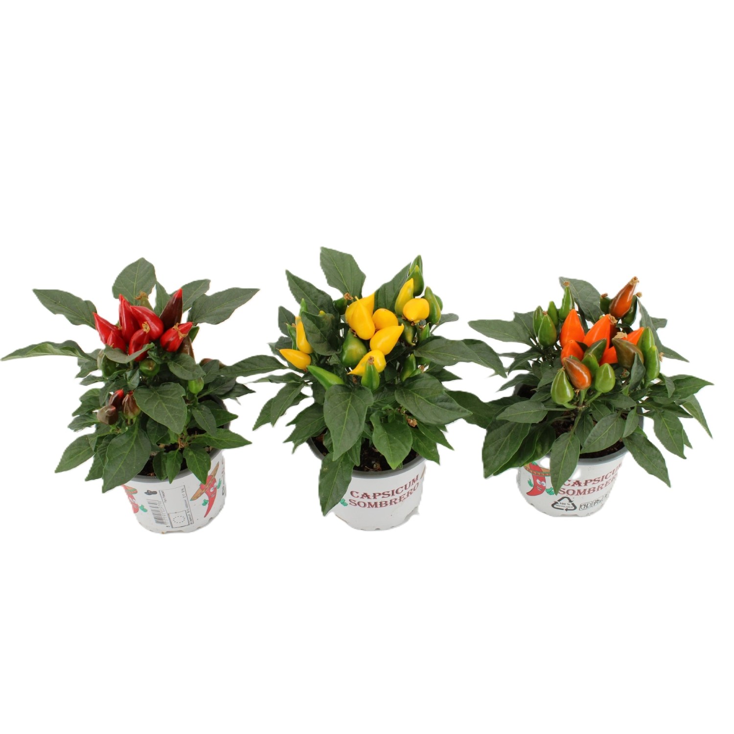 Paprika okrasná (Capsicum annuum) "Sombrero" výška 25 cm, pr. cca 10,5 ...