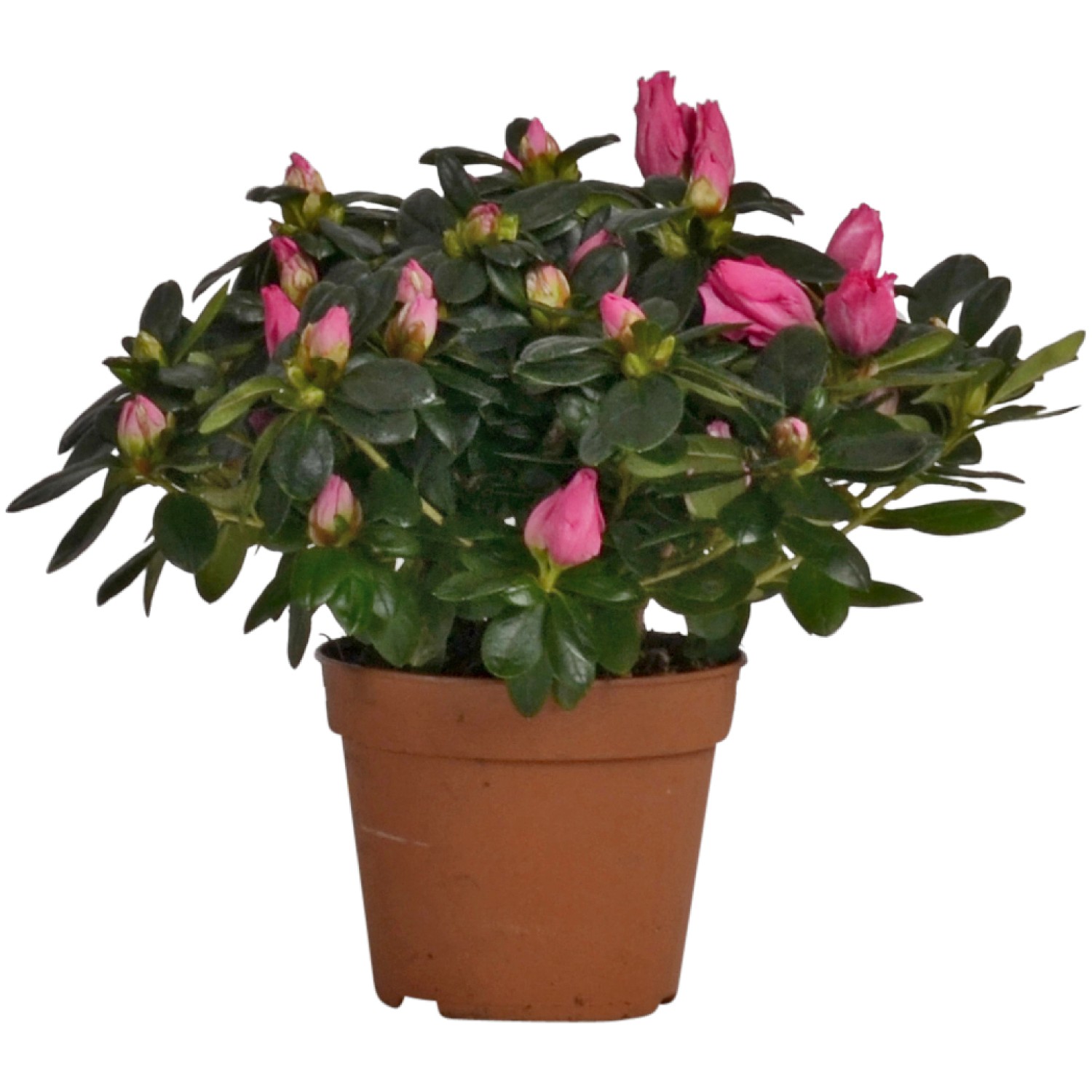 Pokojová azalka růžová průměr květináče cca 13 cm Azalea Rhododendron ...