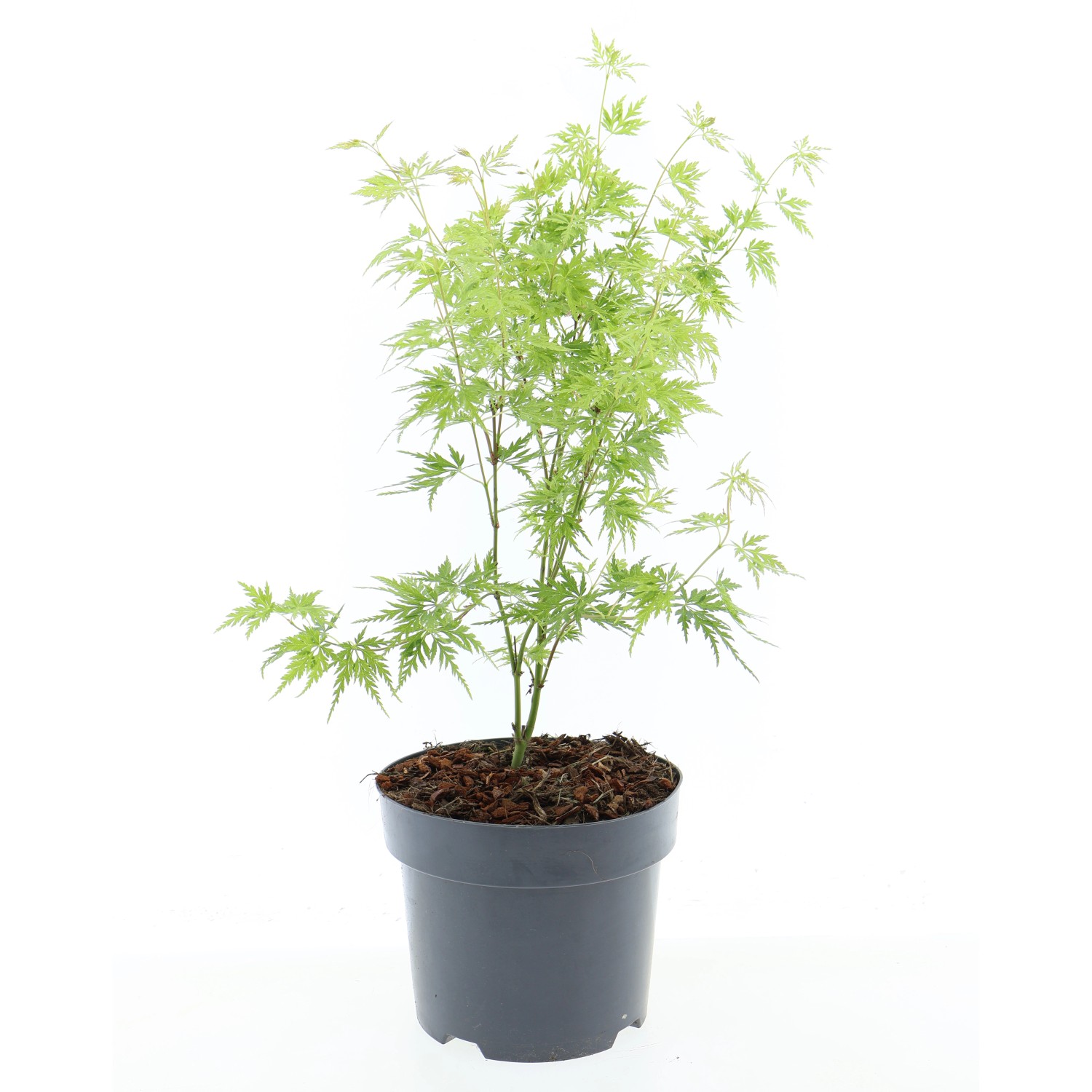 Javor dlanitolistý (Acer palmatum), různé druhy, výška 40-60 cm, pr. 19 cm nakoupit u OBI