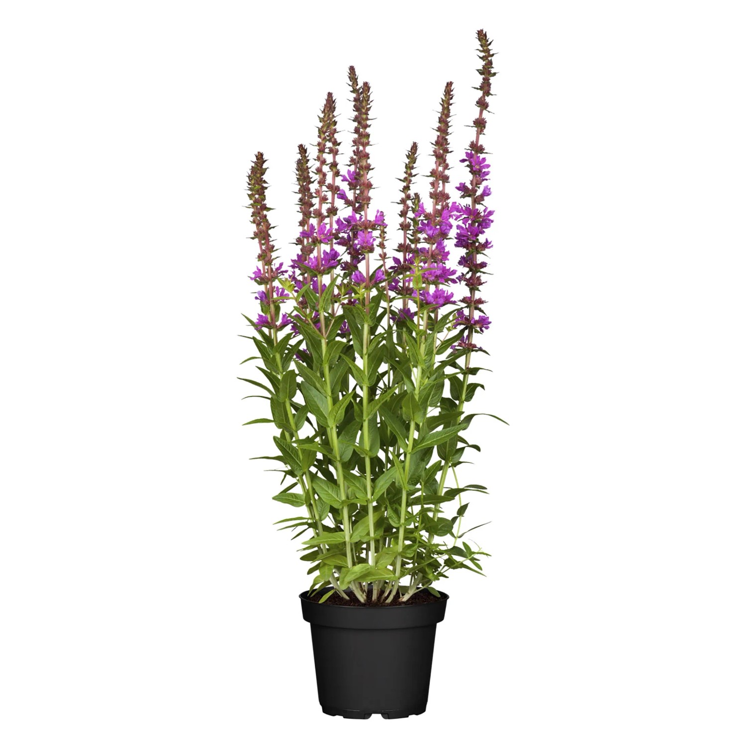 Kyprej vrbice (Lythrum salicaria), purpurová, pr. kv. cca 17 cm