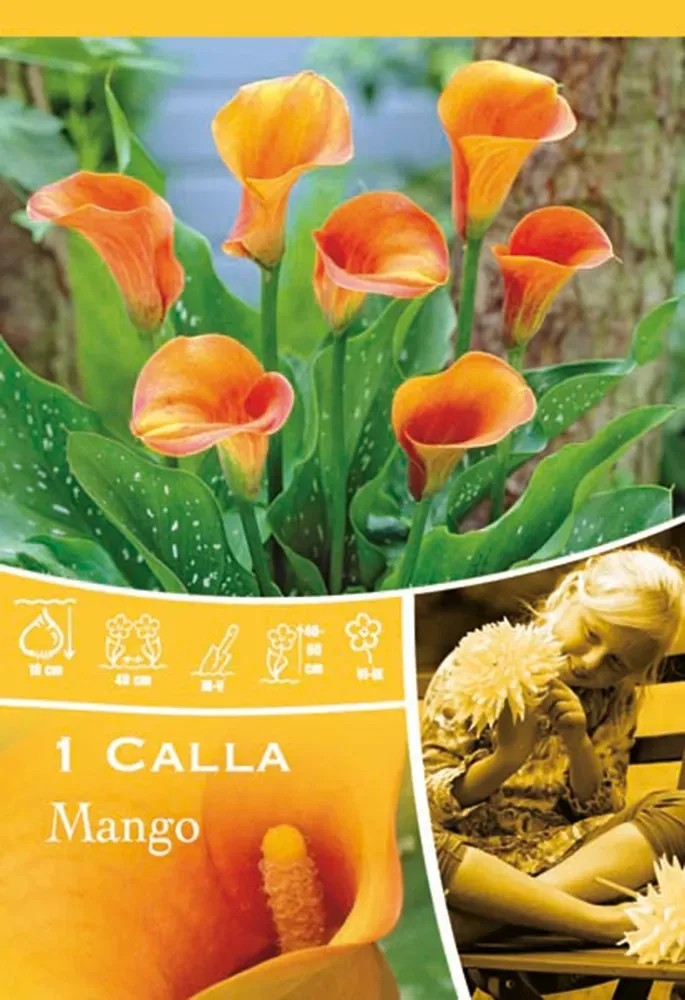 Kala Mango oranžová koupit v OBI