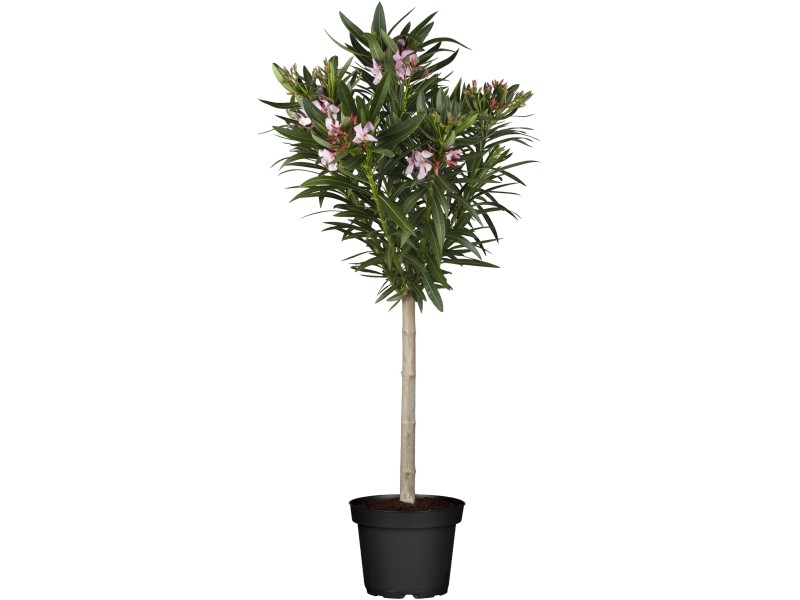 GROW by OBI Oleandr obecný (Nerium oleander) na kmínku, pr. 17 cm ...