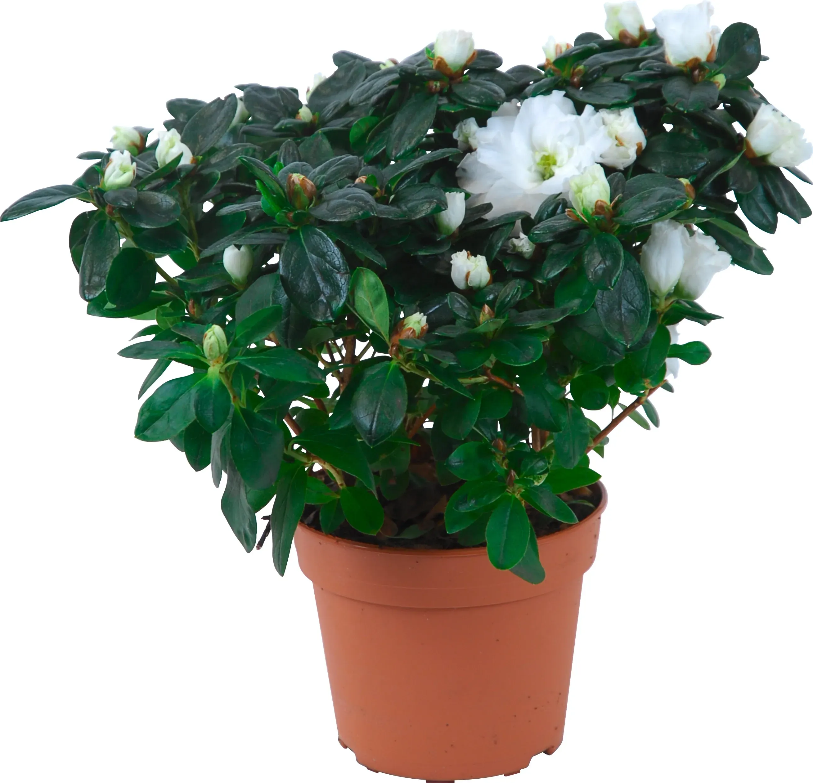 Pokojová azalka bílá průměr květináče cca 14 cm koupit v OBI