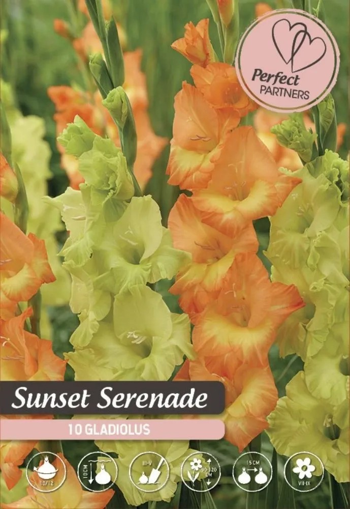 Royal De Ree Holland Květinové cibulky Mečíky "Sunset Serenade ...