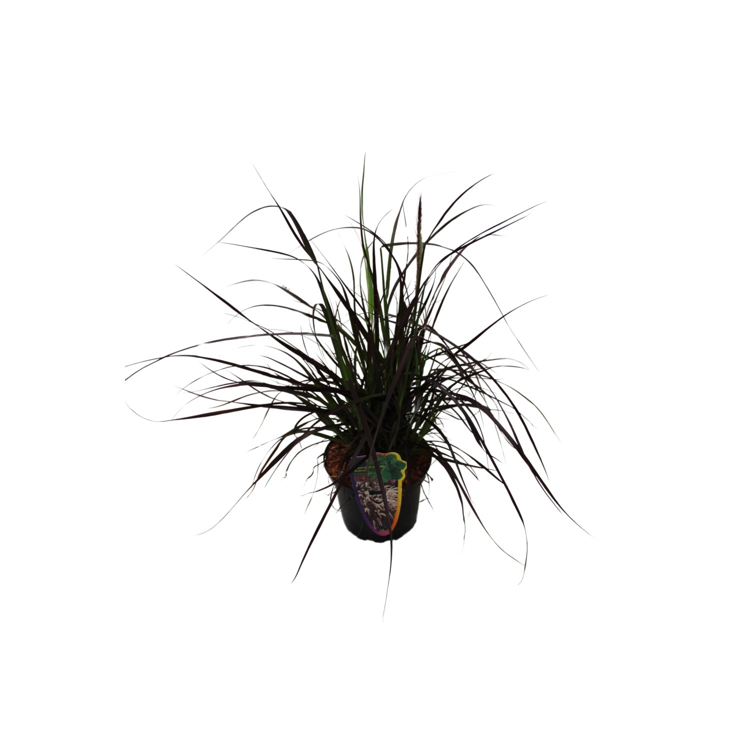Grow by OBI Dochan psárkovitý (Pennisetum) Rubrum, pr. cca 16 cm
