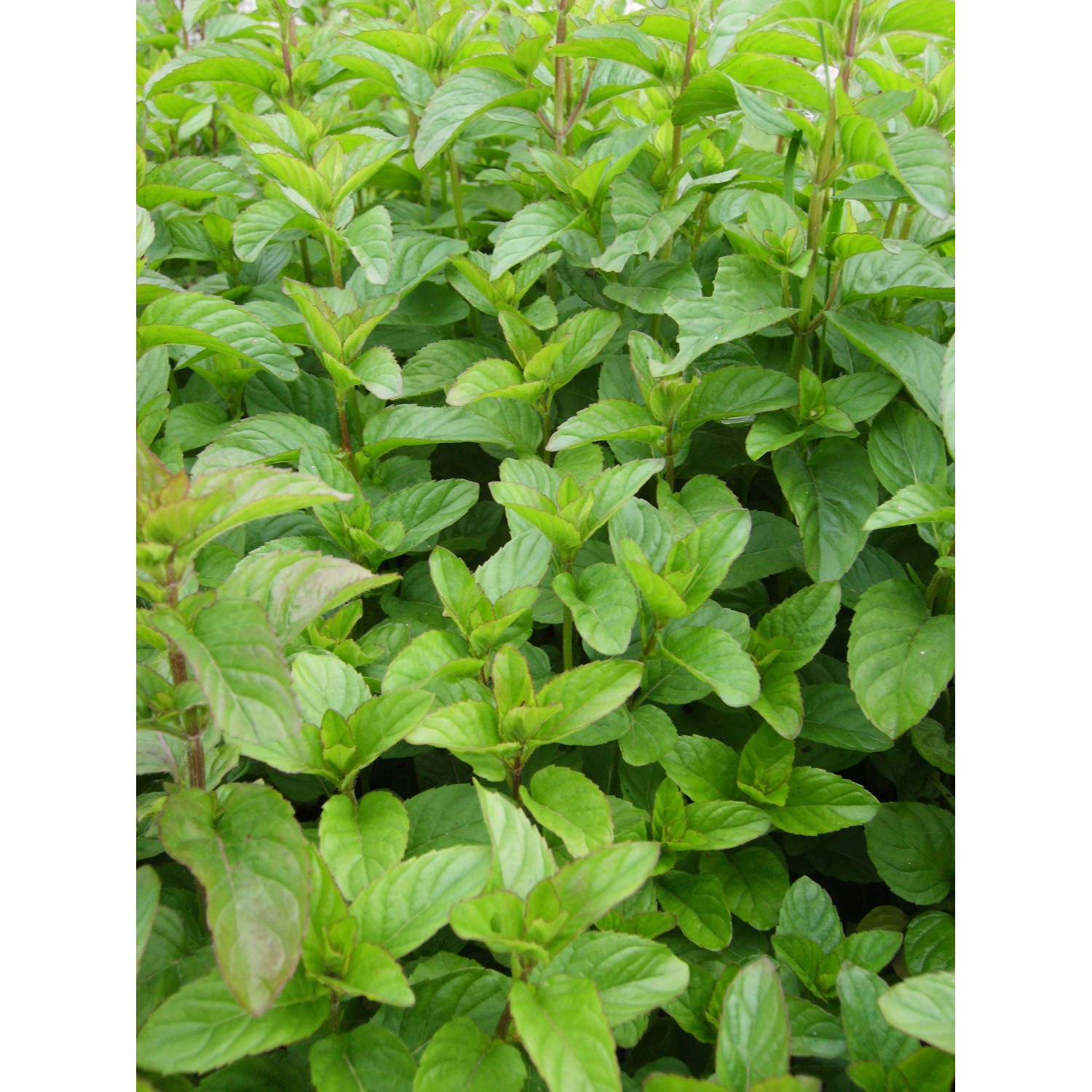 Blu Bio mandarinková máta průměr květináče cca 12 cm nakoupit u OBI