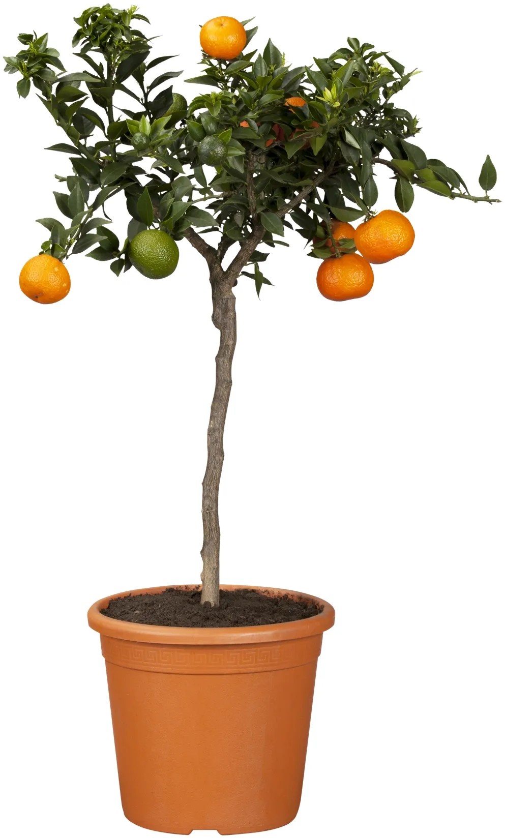 Citrus na kmínku v květináči pr. 17 cm nakoupit u OBI