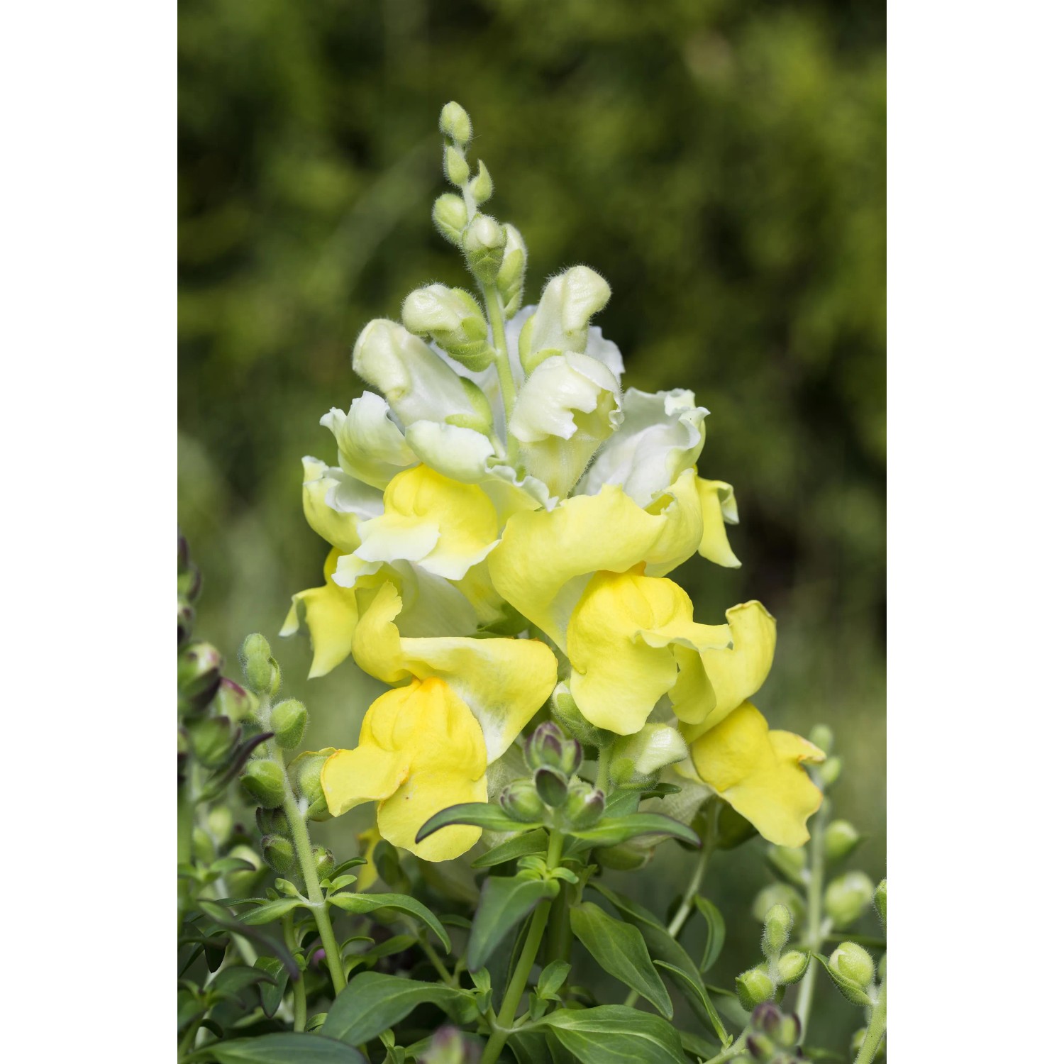 Elegantes Antirrhinum Majus Winterhart Ebenbild