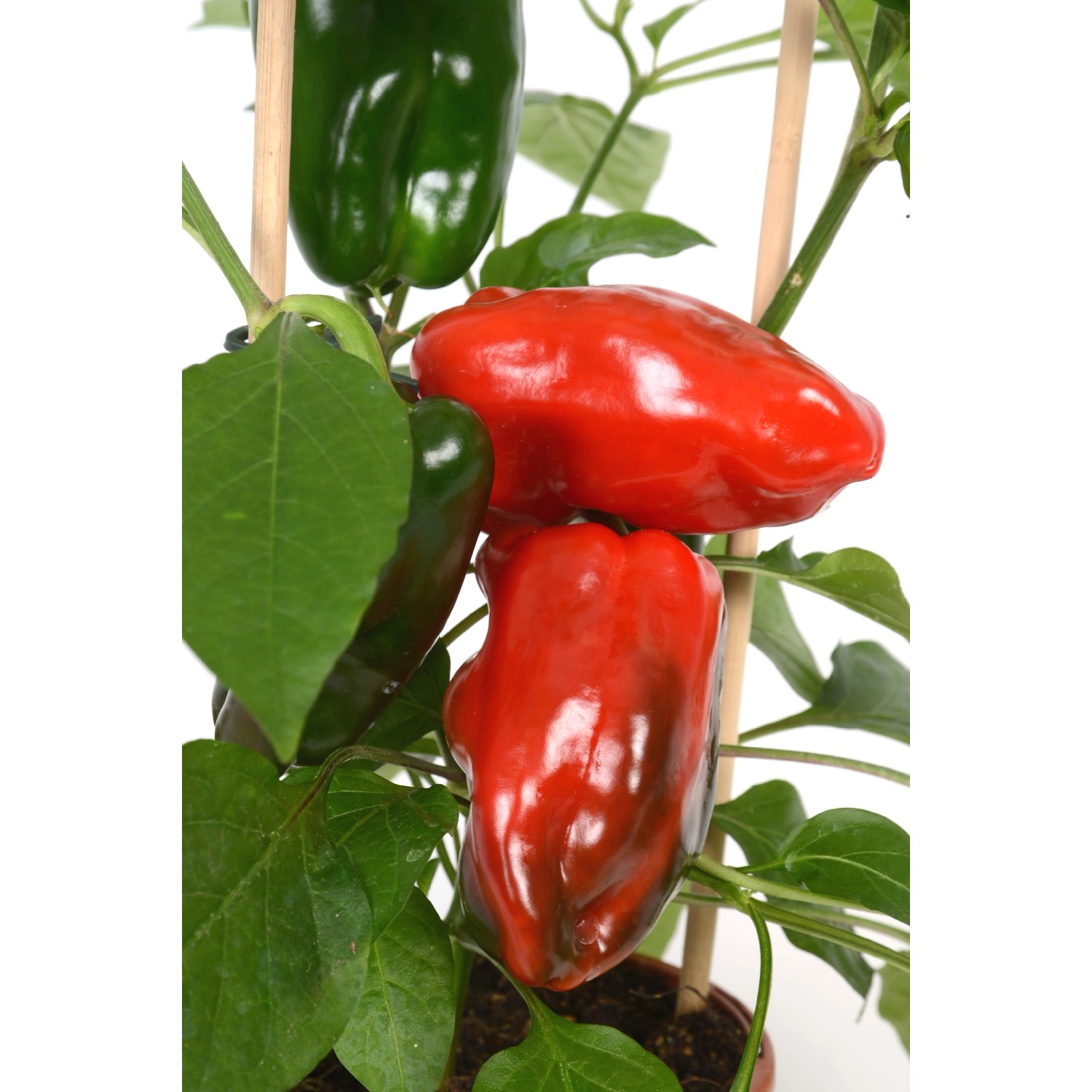GROW by OBI Paprika setá (Capsicum annuum) červená cca pr. 14 cm koupit ...