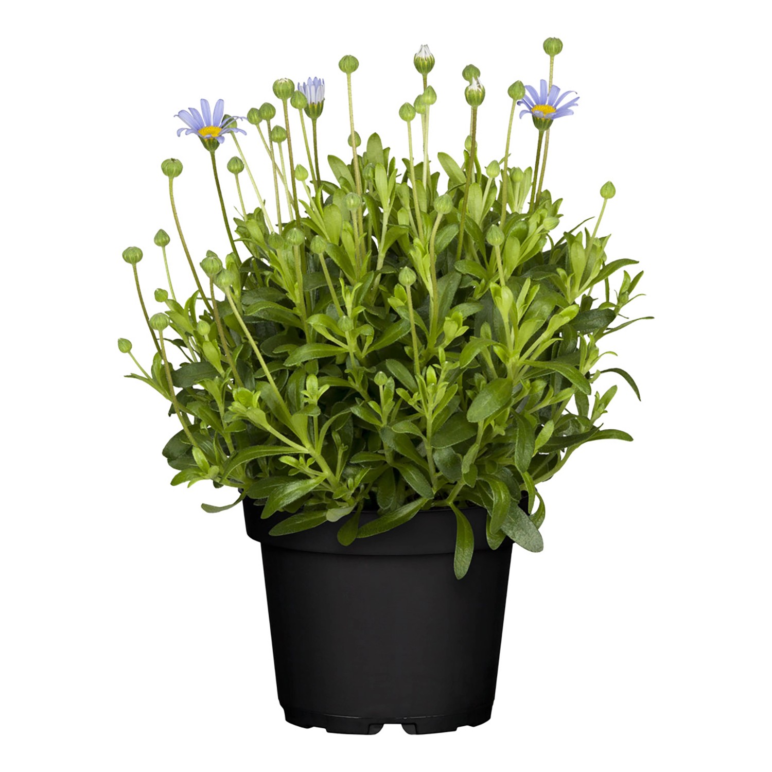 Felicie kapská (Felicia amelloides), pr. kv. cca 12 cm koupit v OBI