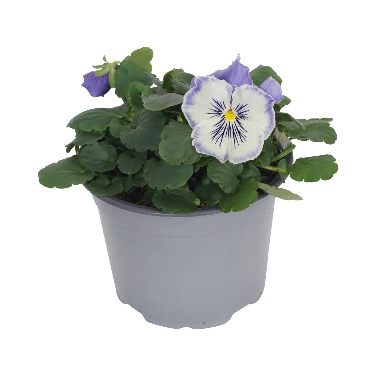 Grow by OBI Violka zahradní (Viola wittrockiana) Cats pr. 13 cm
