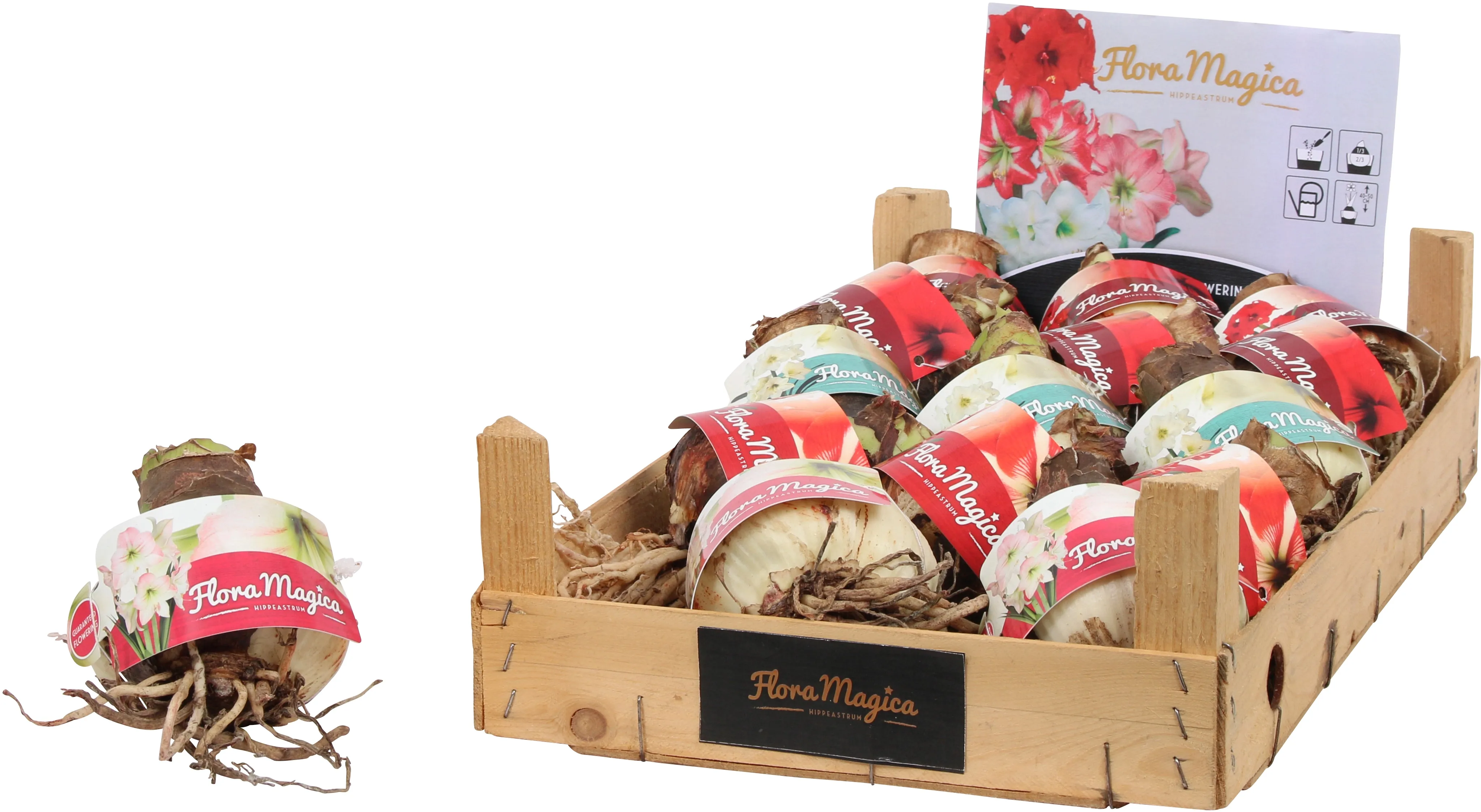 Hvězdník cca 28 cm - 30 cm koupit v OBI