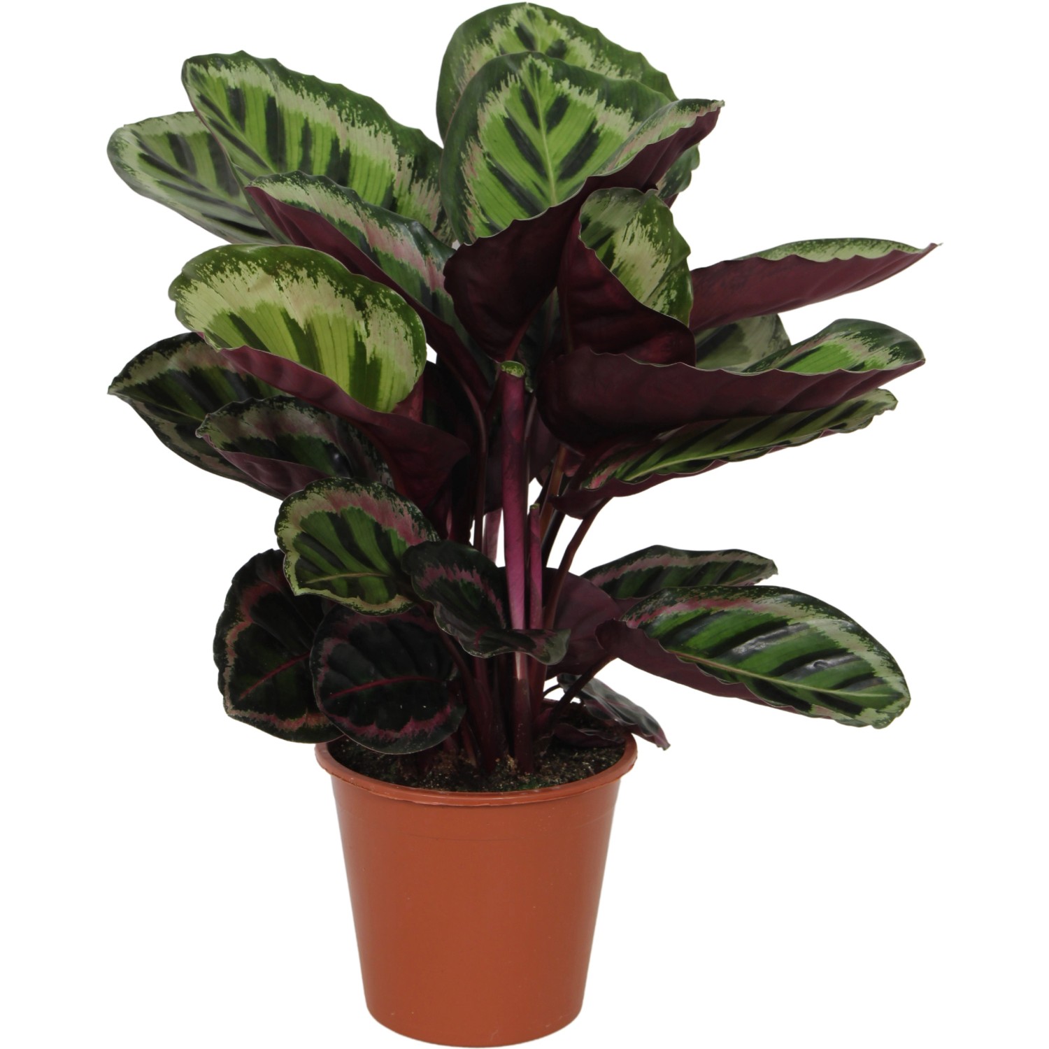 GROW by OBI Kalatea Angela (Calathea roseopicta), výška 75-85 cm ...