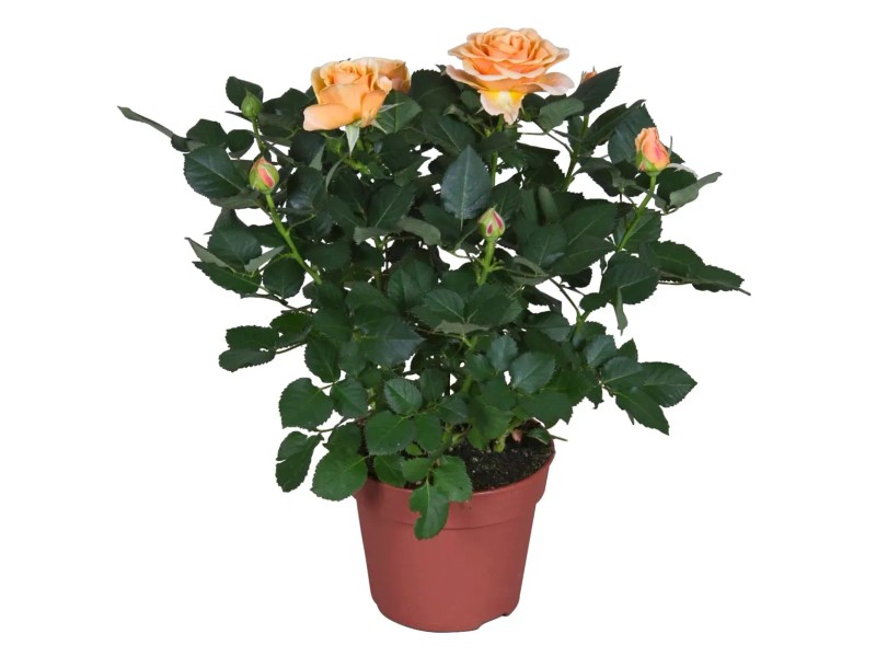 GROW by OBI Růže oranžová průměr květináče cca 13 cm