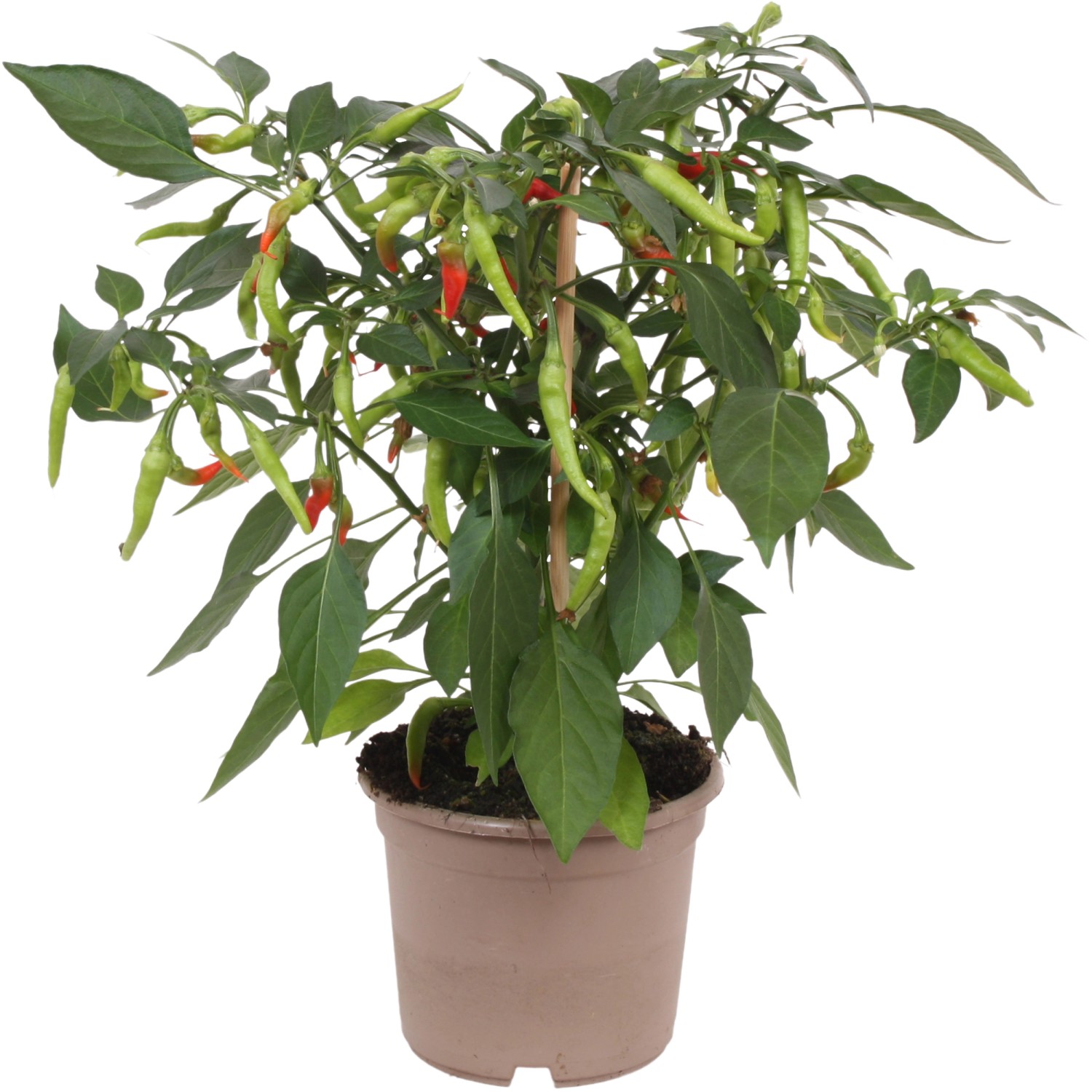 GROW by OBI Feferonka Fiesta "Pick & Joy", 30-35 cm, pr. květin. 12 cm ...