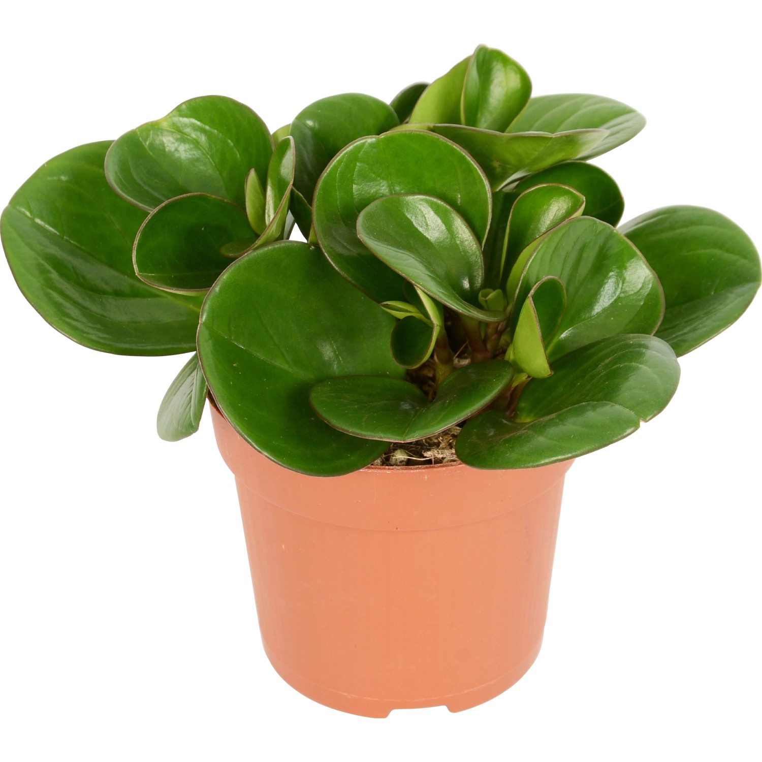 Pepřinec "Bohemian Bravour" průměr květináče 10,5 cm Peperomia optipan ...