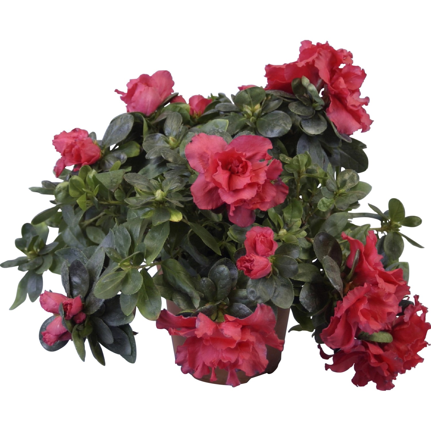 Pokojová azalka mix průměr květináče cca 12 cm koupit v OBI