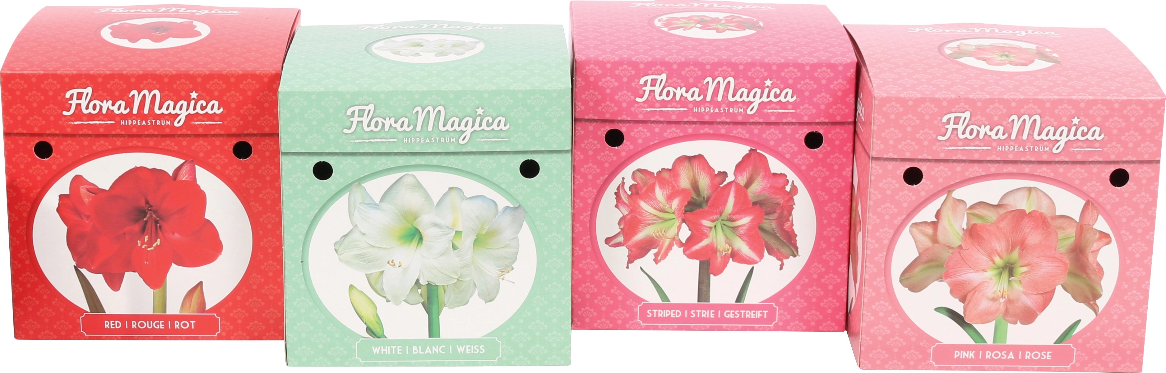 Flora Magica Amarylis (Hippeastrum Flora Magica) nakoupit u OBI