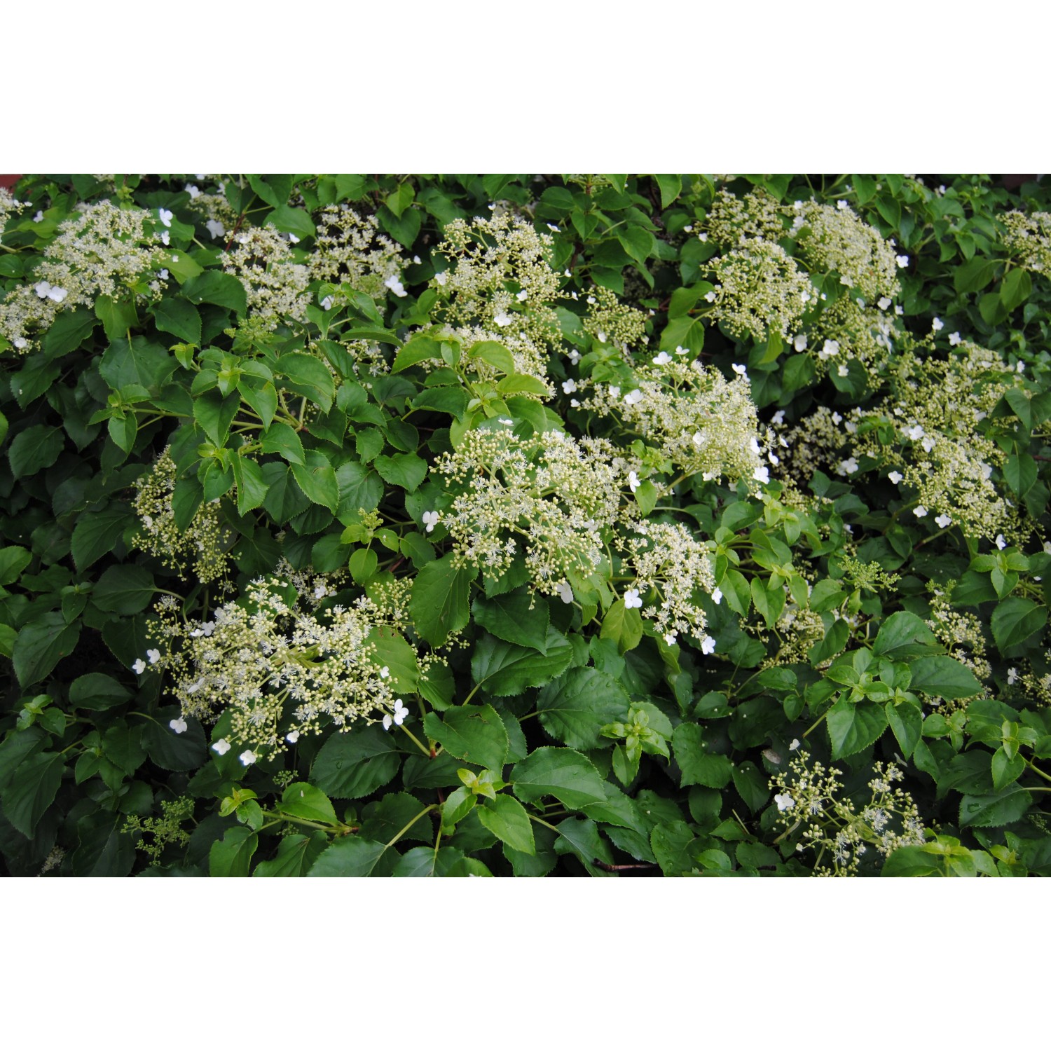 Hortenzie řapíkatá bílá průměr květináče 27 cm koupit v OBI