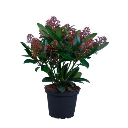 Skimie japonská "Skimmia japonica" Rubella, pr. cca 15 cm koupit v OBI