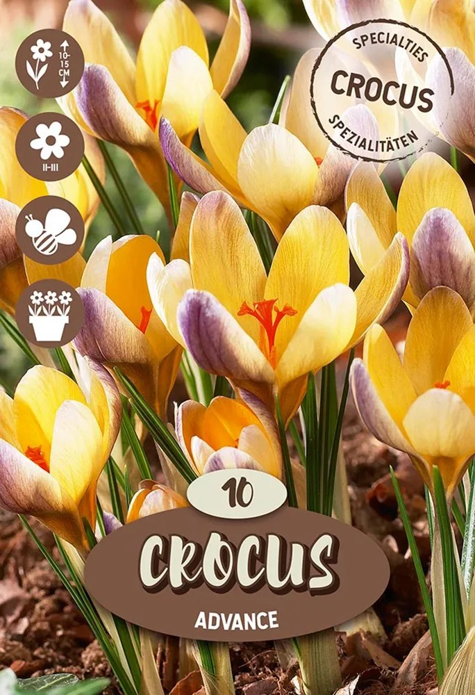 Royal De Ree Holland Květinové cibulky krokus (Crocus) "Advance" 10 ks ...