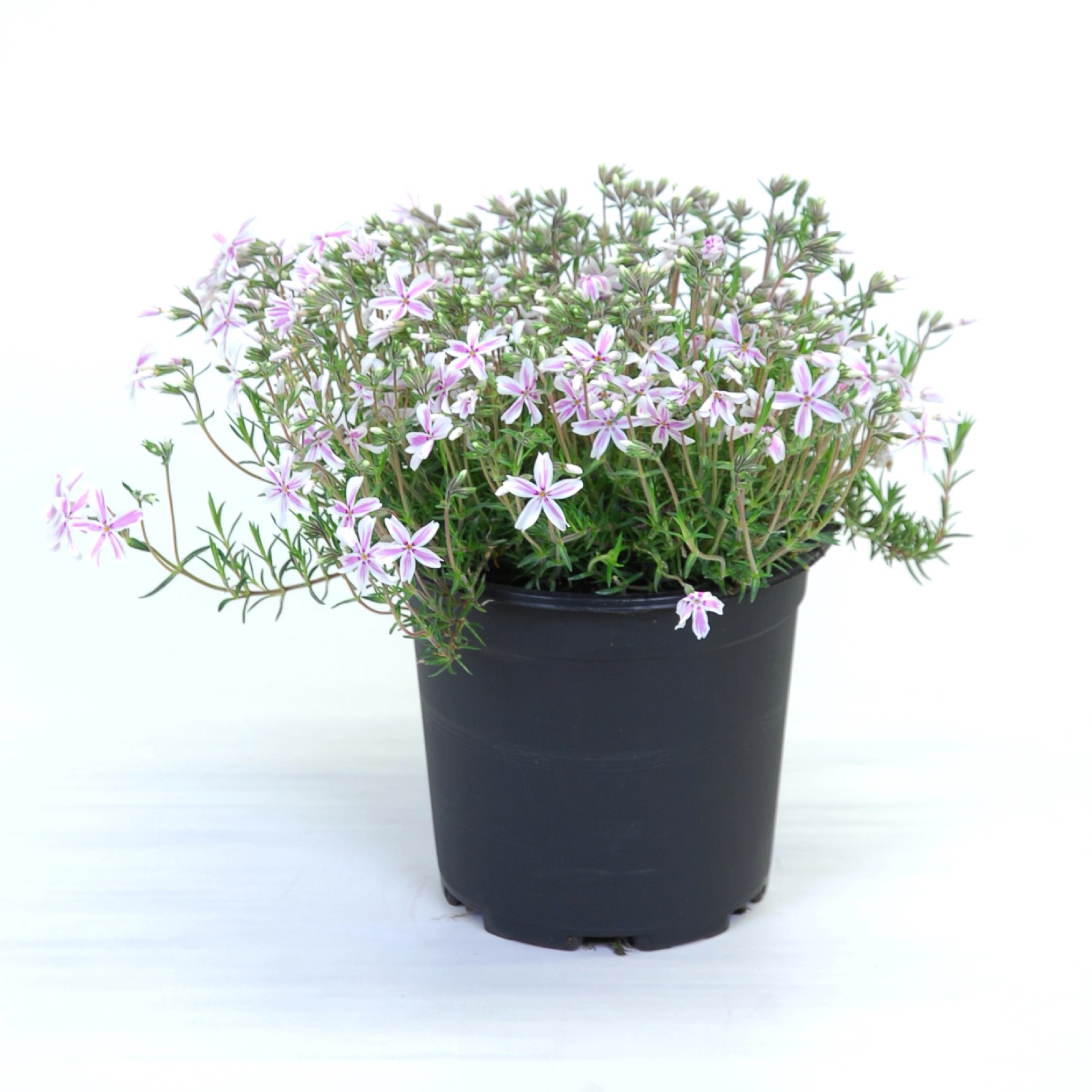 Skalničky, různé odrůdy, výška cca 15-25 cm, pr. kv. cca 17 cm koupit v OBI