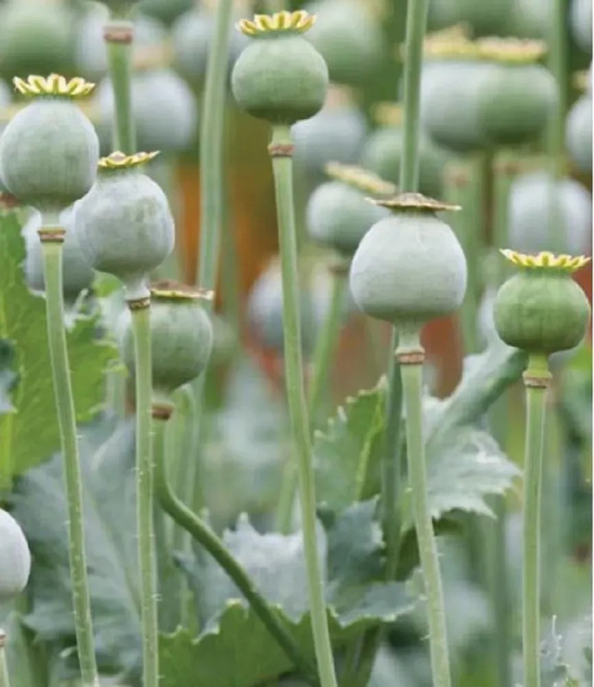 GardenSeed Premium Semínka Mák Setý, 5 g