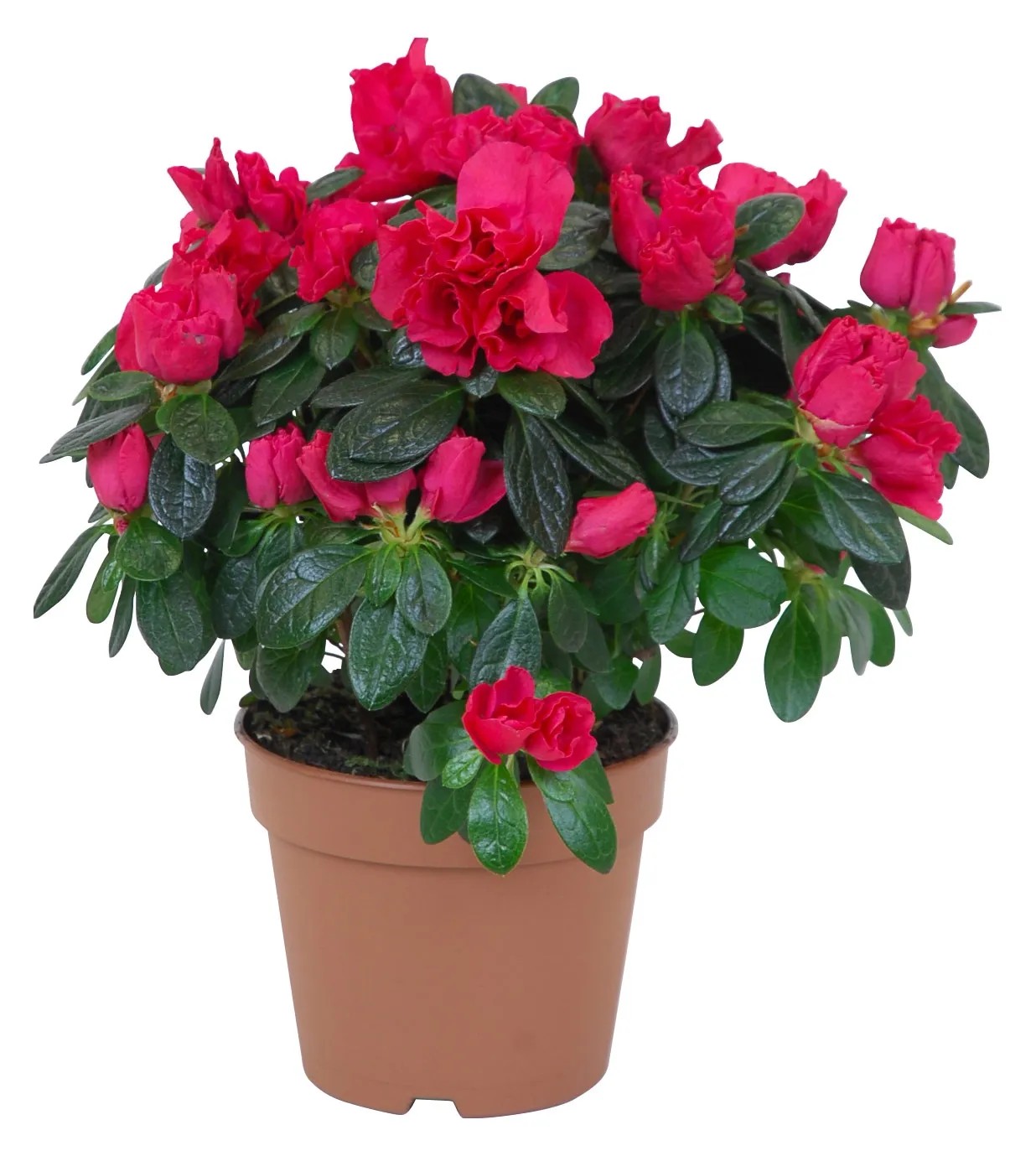 Pokojová azalka červená průměr květináče cca 12 cm koupit v OBI