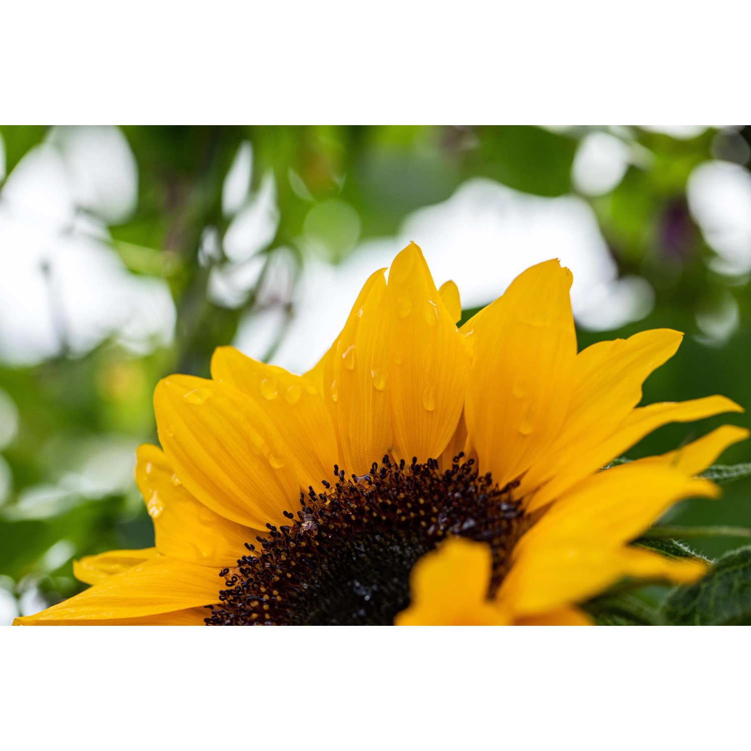 GROW by OBI Slunečnice roční (Helianthus anuus) žlutá výška 20-30 cm ...
