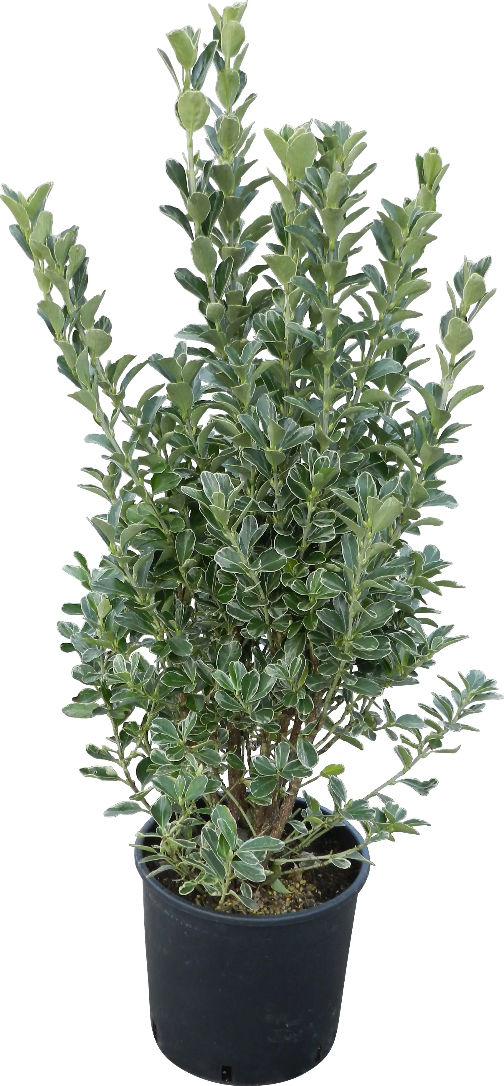 OBI Brslen japonský různé druhy výška cca 50 - 60 cm koupit v OBI