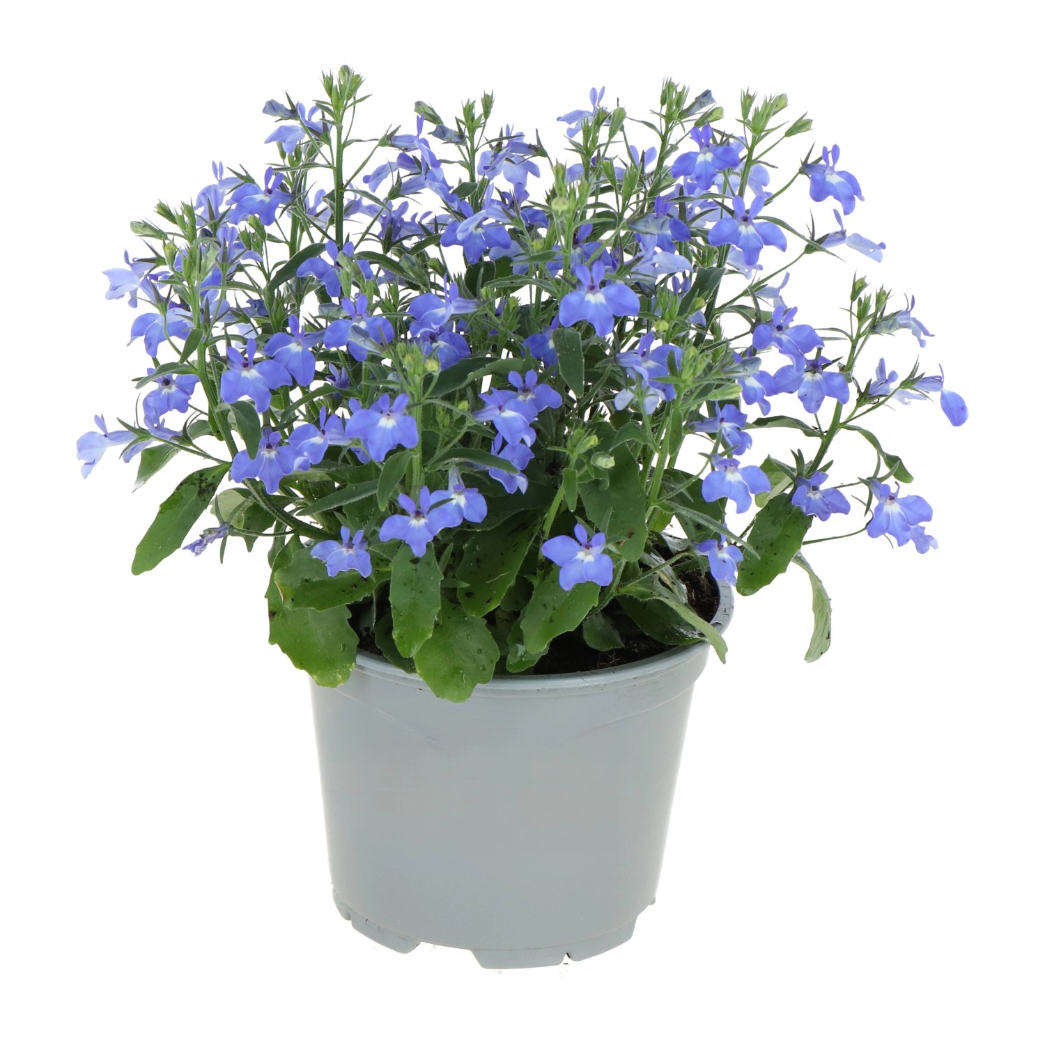 GROW by OBI Lobelka modrá (Lobelia erinus) "Laura Blue Eyes" 15-20cm pr ...