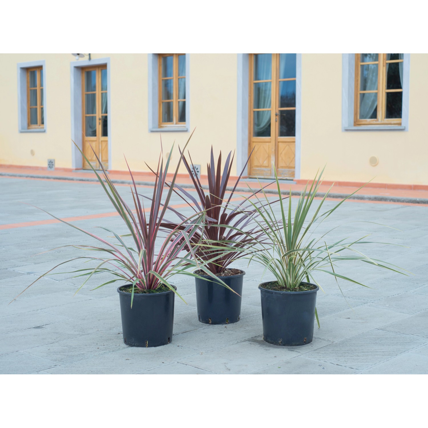 Dračinka Cordyline Australis nakoupit u OBI