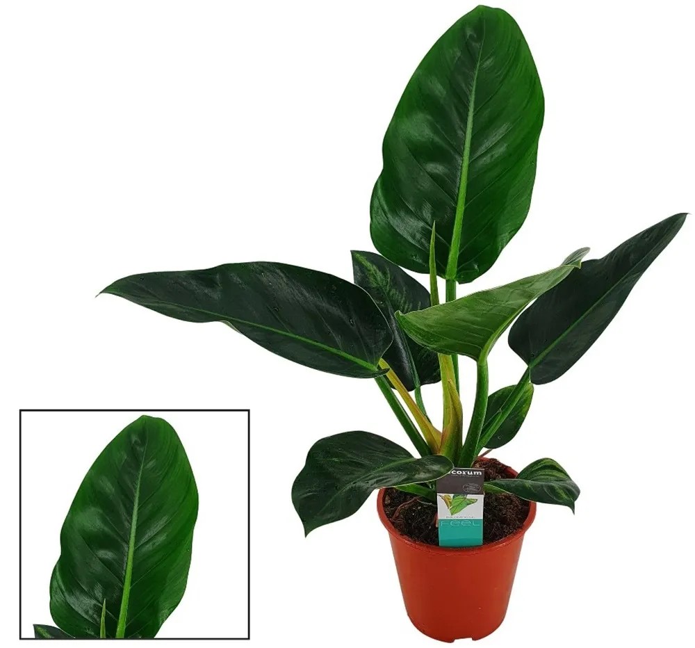 Filodendron (Philodendron) Congo Millions, pr. cca 27 x 105 - 115 cm nakoupit u OBI