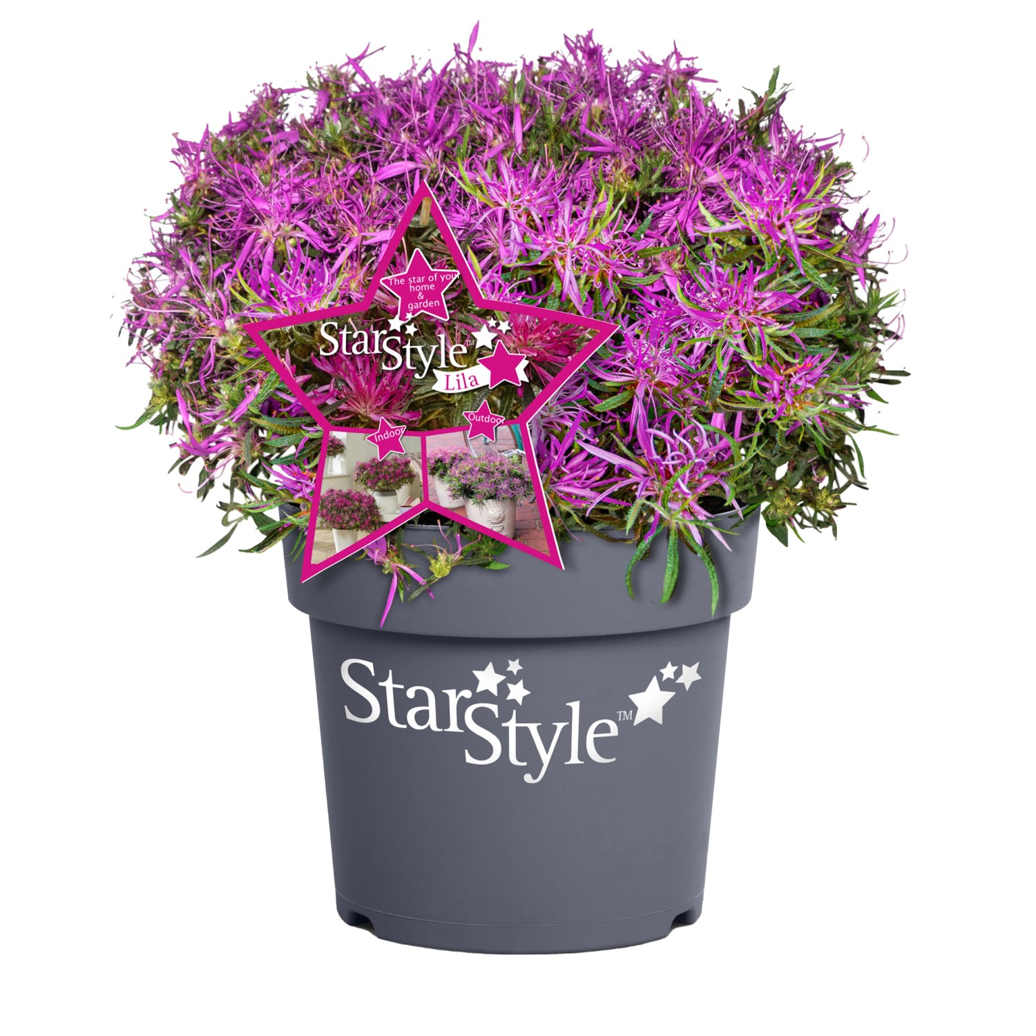 Japonská azalka (Rhododendron obtusum) "Star Style", cca 5-15 cm, kv ...