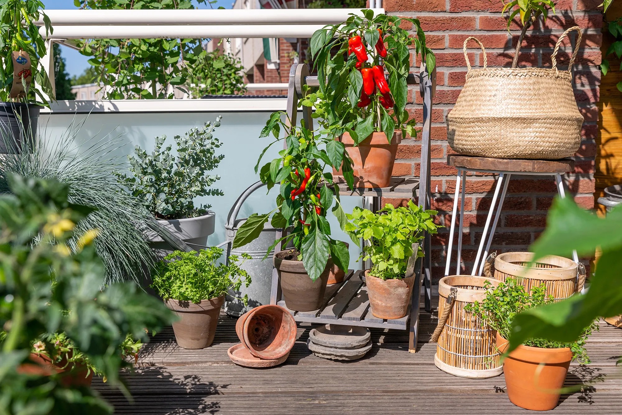 GROW by OBI Paprika "Snack Pepper Red" (Capsicum annuum) Pick&Joy, pr ...