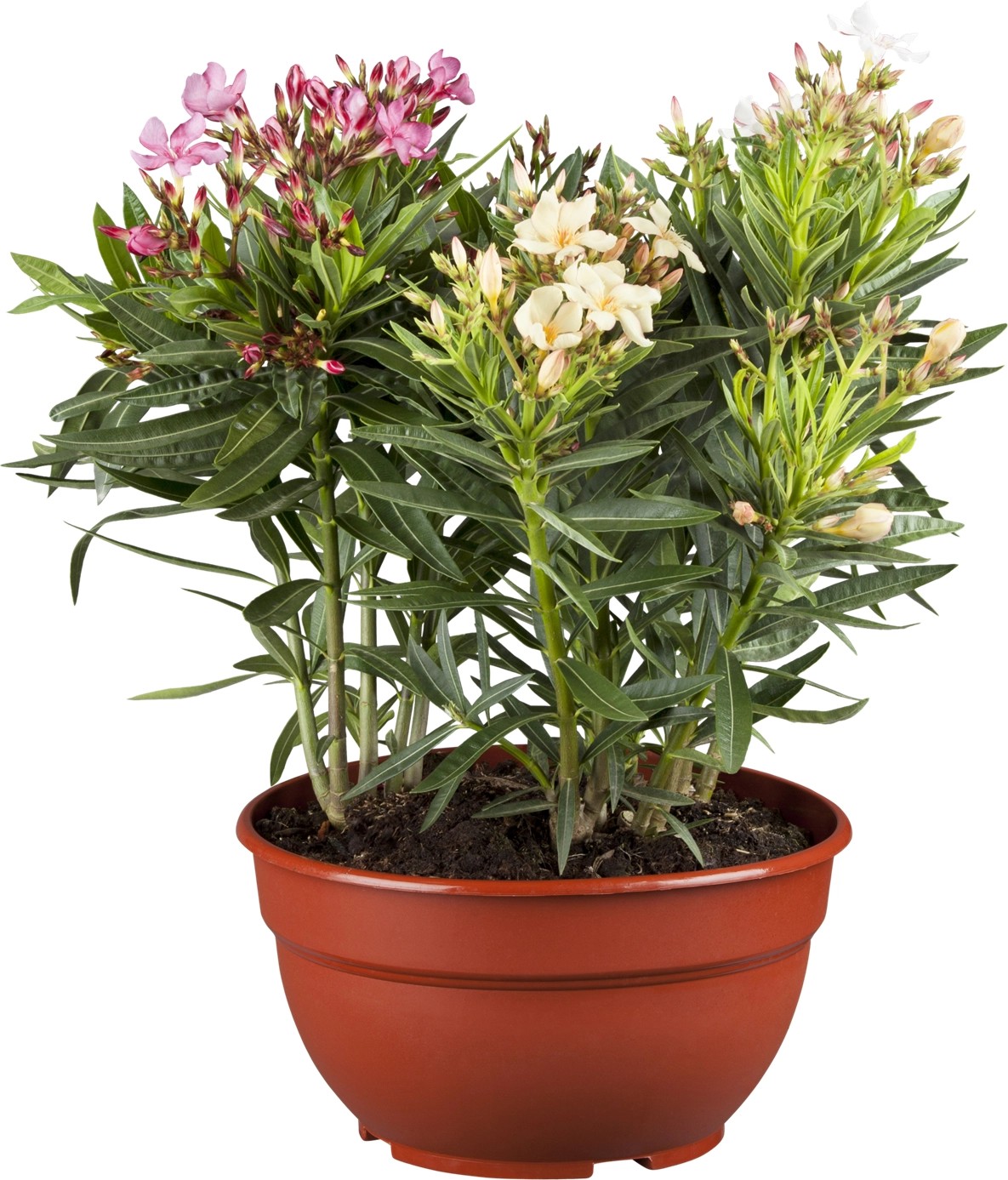 GROW by OBI Oleandr obecný (Nerium oleander), vícebarevný, 100 cm, pr ...