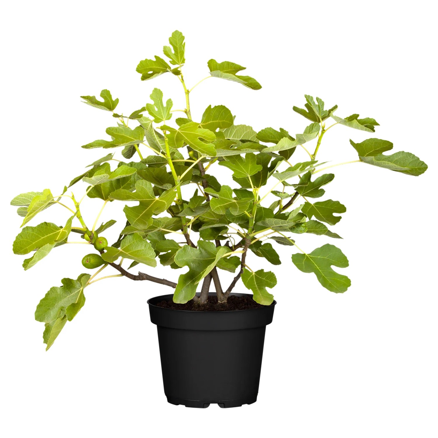 Fíkovník smokvoň (Ficus carica), cca 40-50 cm, kv. cca 6,5 l nakoupit u OBI