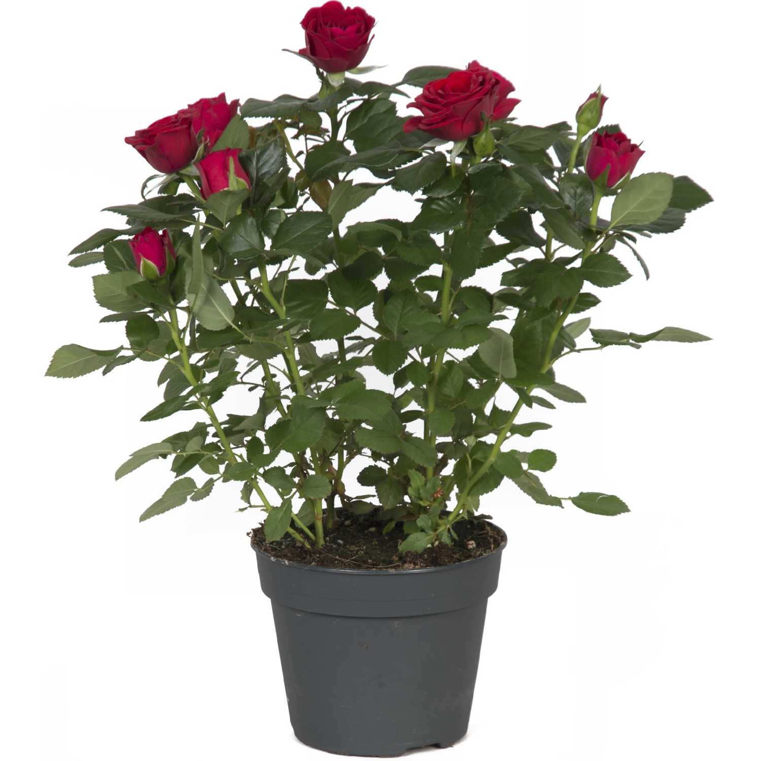 Pokojová růže různé barvy pr. květináče cca 13 cm koupit v OBI