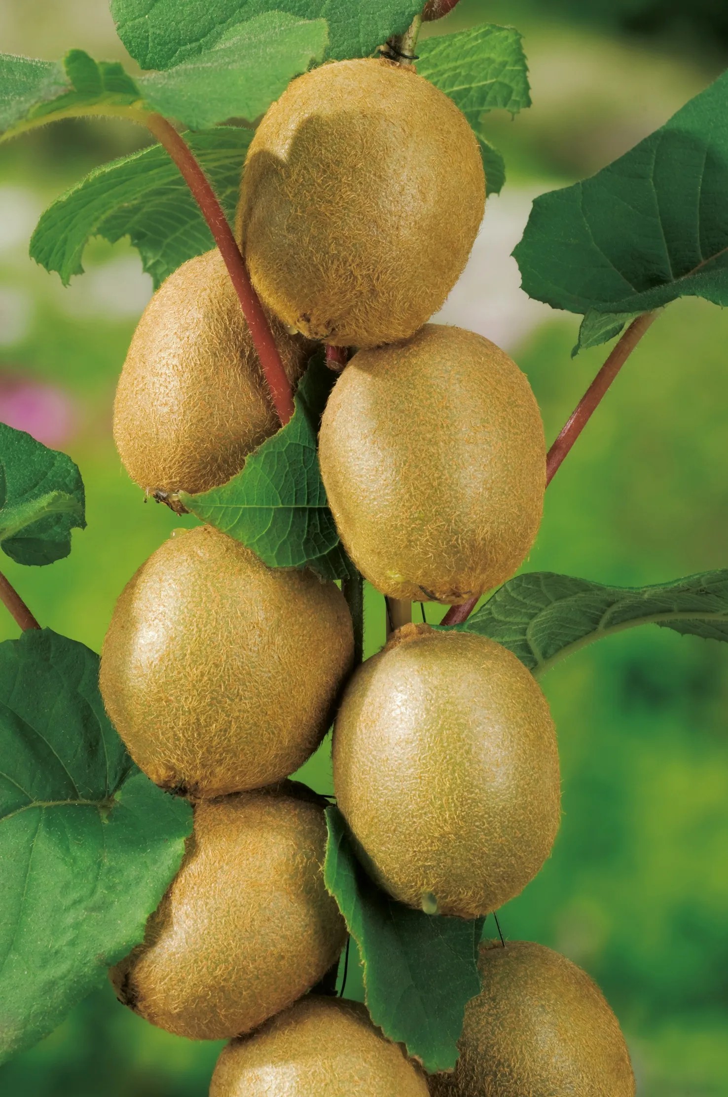 Grow by OBI Aktinidie čínská - kiwi "Actinidia chinensis", 18 l, v. 90 ...