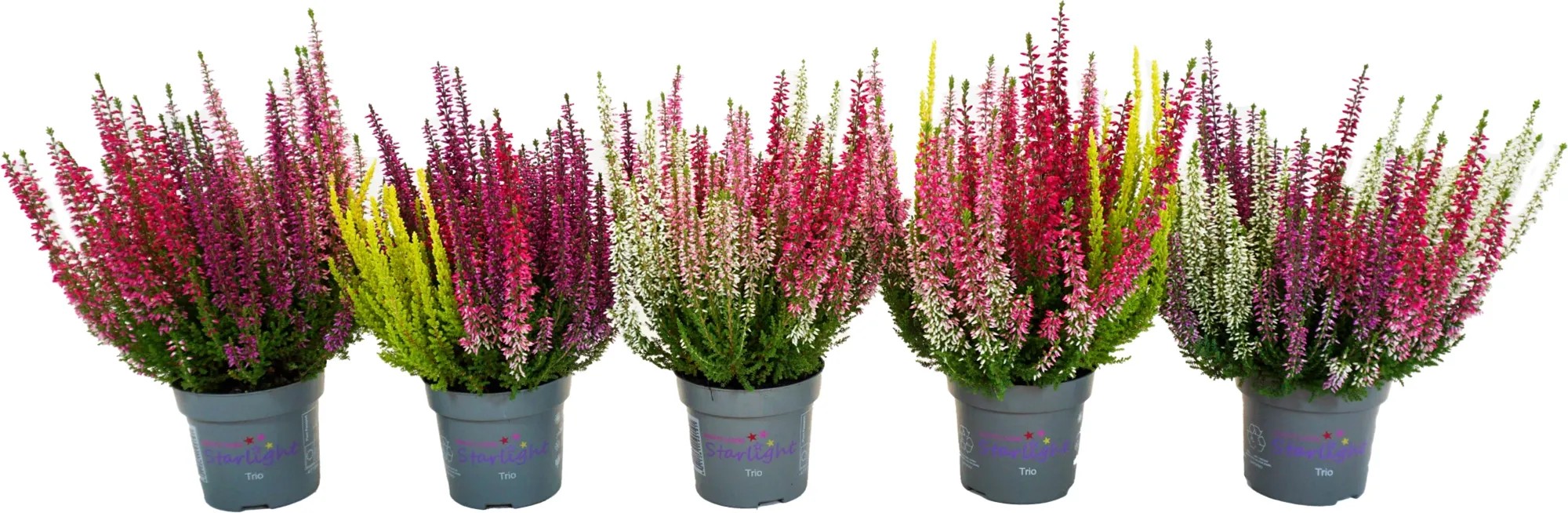 Q-Flower Vřes obecný (Calluna vulgaris) "Trio Milka" cca pr. 11 cm