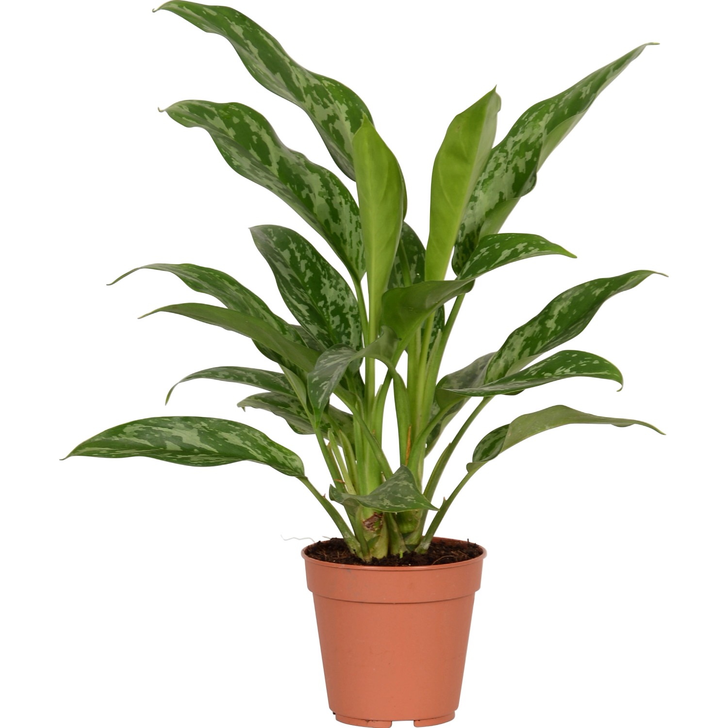Aglaonema průměr květináče cca 12 cm nakoupit u OBI
